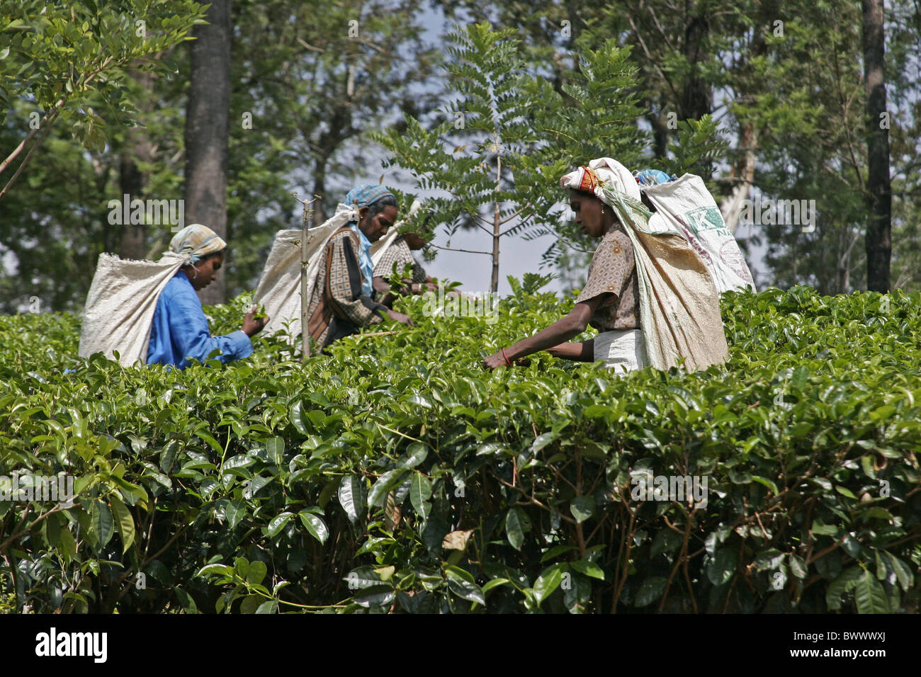 farm farms farming crop crops tea teas agriculture agricultures ...