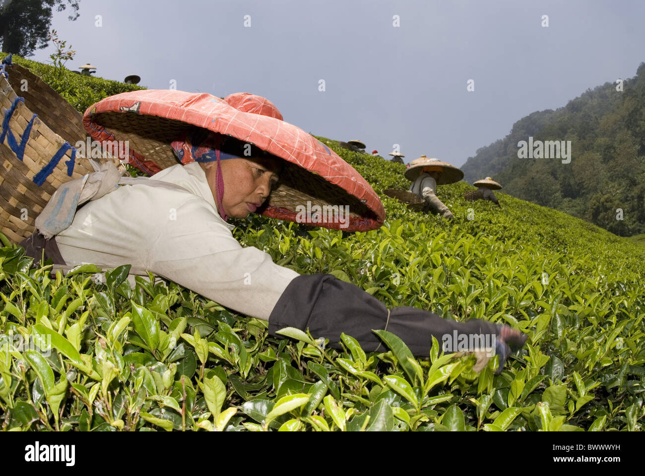 Tea Pickers Basket Hat Tea Tealeaves' Plantation Punjak Java Indonesia ...