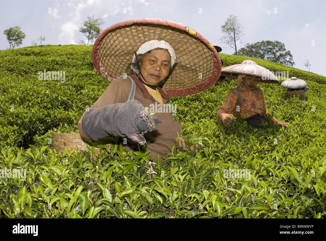 Tea Pickers Basket Hat Tea Tealeaves' Plantation Punjak Java Indonesia ...