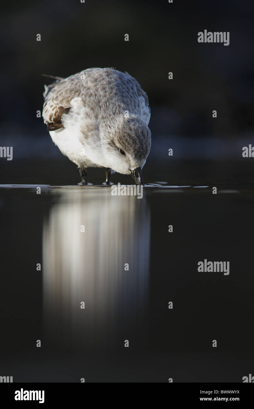 Sanderling (Calidris alba) adult, winter plumage, feeding in shallow ...