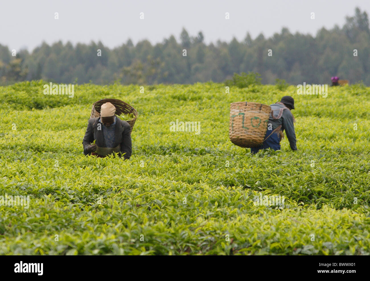 farm farms farming crop crops tea teas agriculture agricultures ...