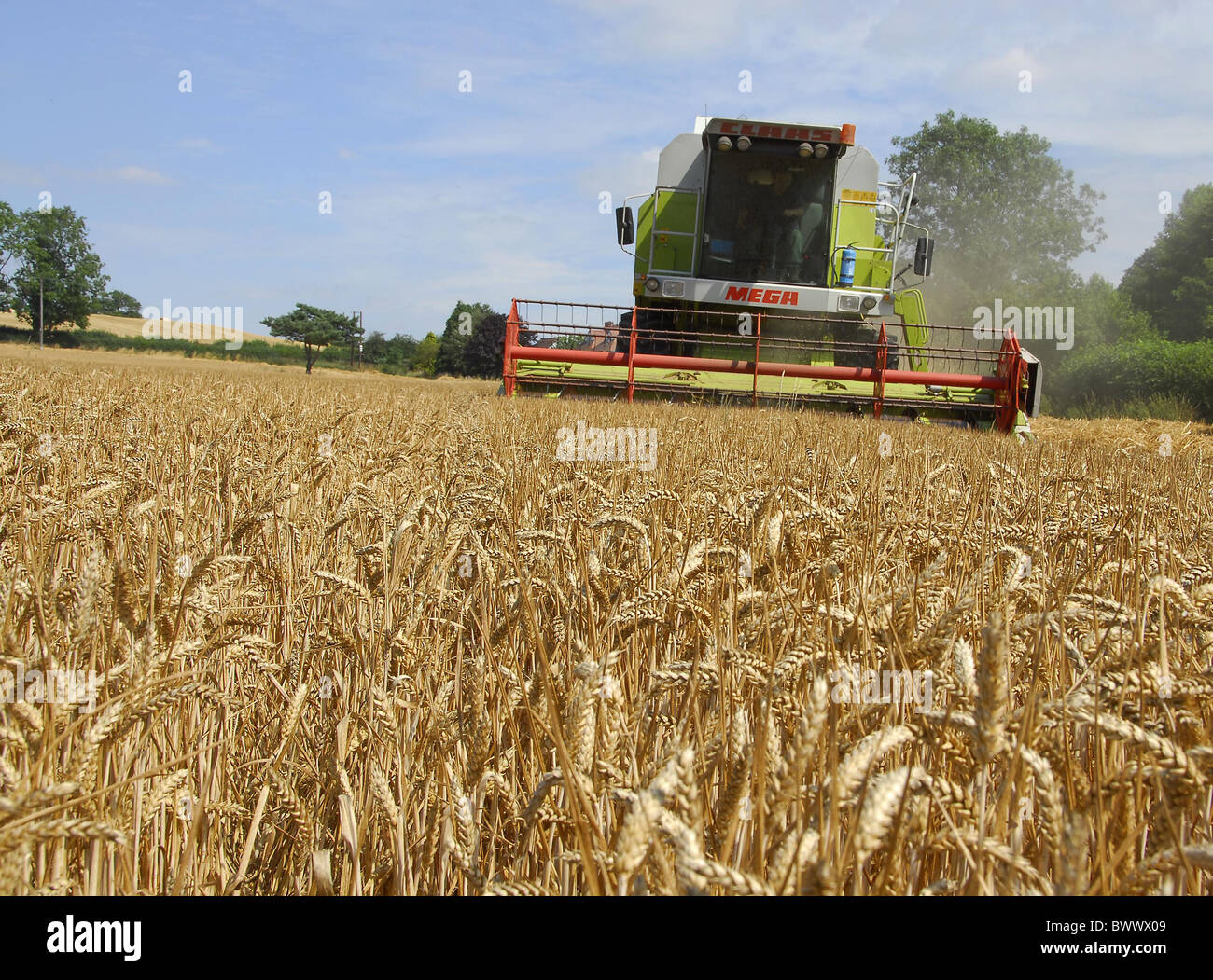 Winter wheat Wolverhampton combining Einstein farm farms farming crop ...