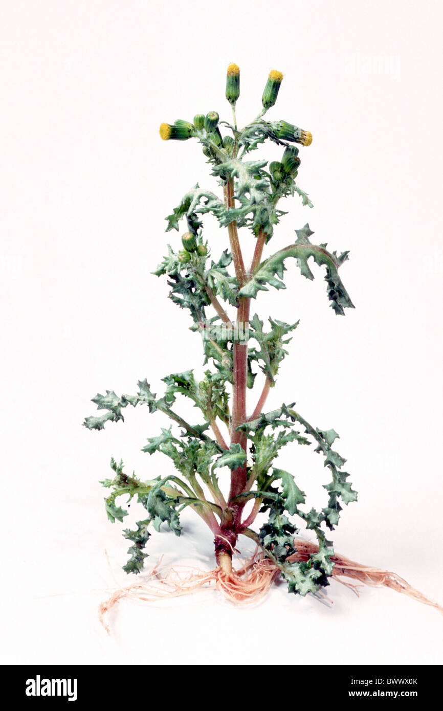 Common Groundsel, Groundsel (Senecio vulgaris), studio picture Stock ...