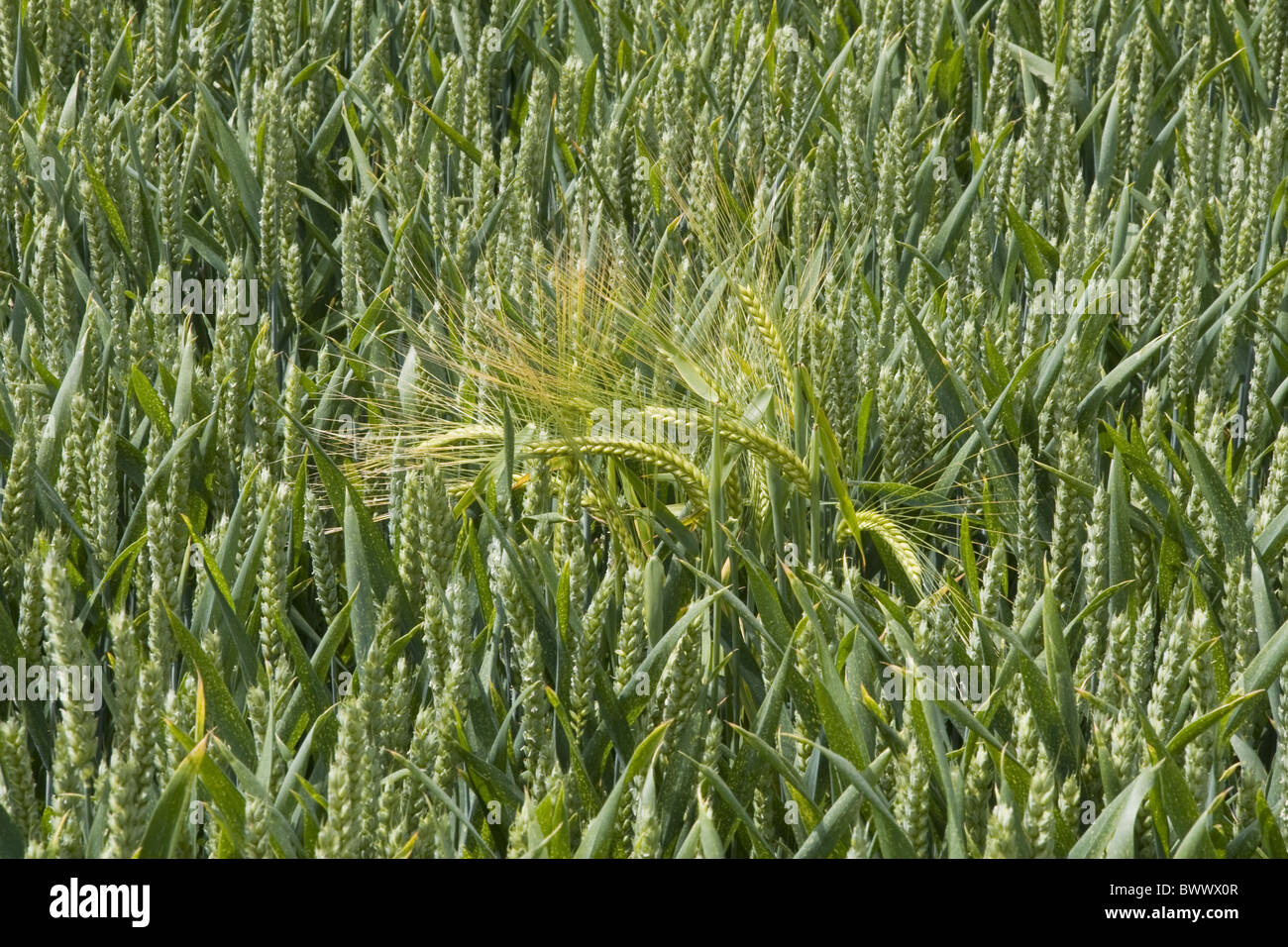 Triticum vulgare hi-res stock photography and images - Alamy