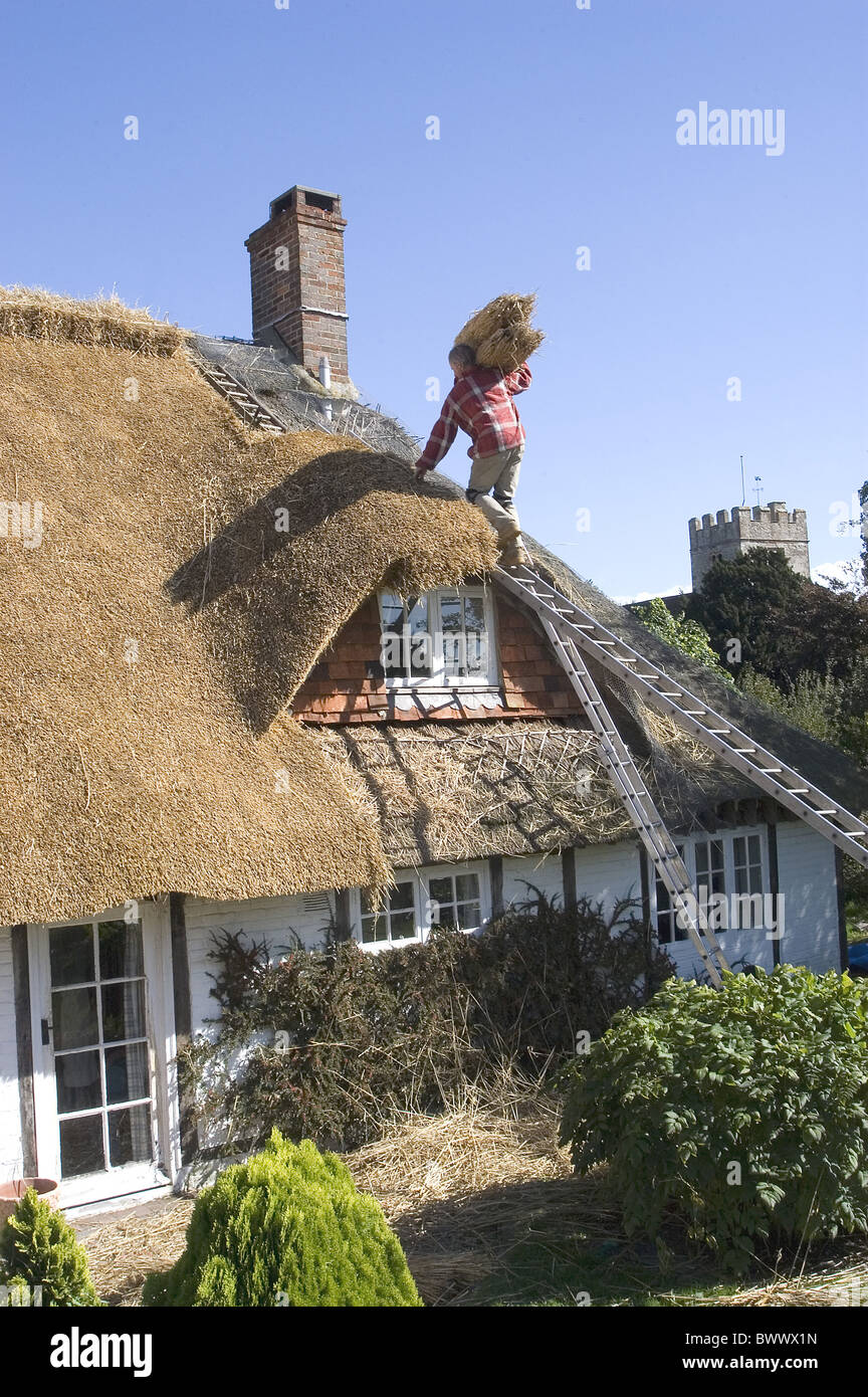 Thatcher work re-thatching cottage climbing Stock Photo - Alamy