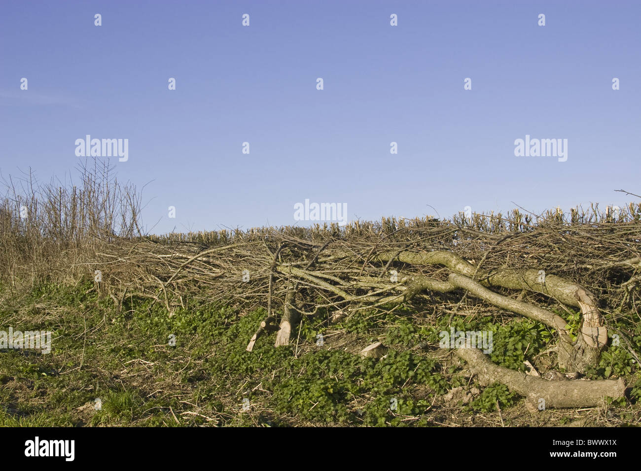 Hedge New Hedges Laid Laying Recently Farmer Farm Farms Field Fields ...