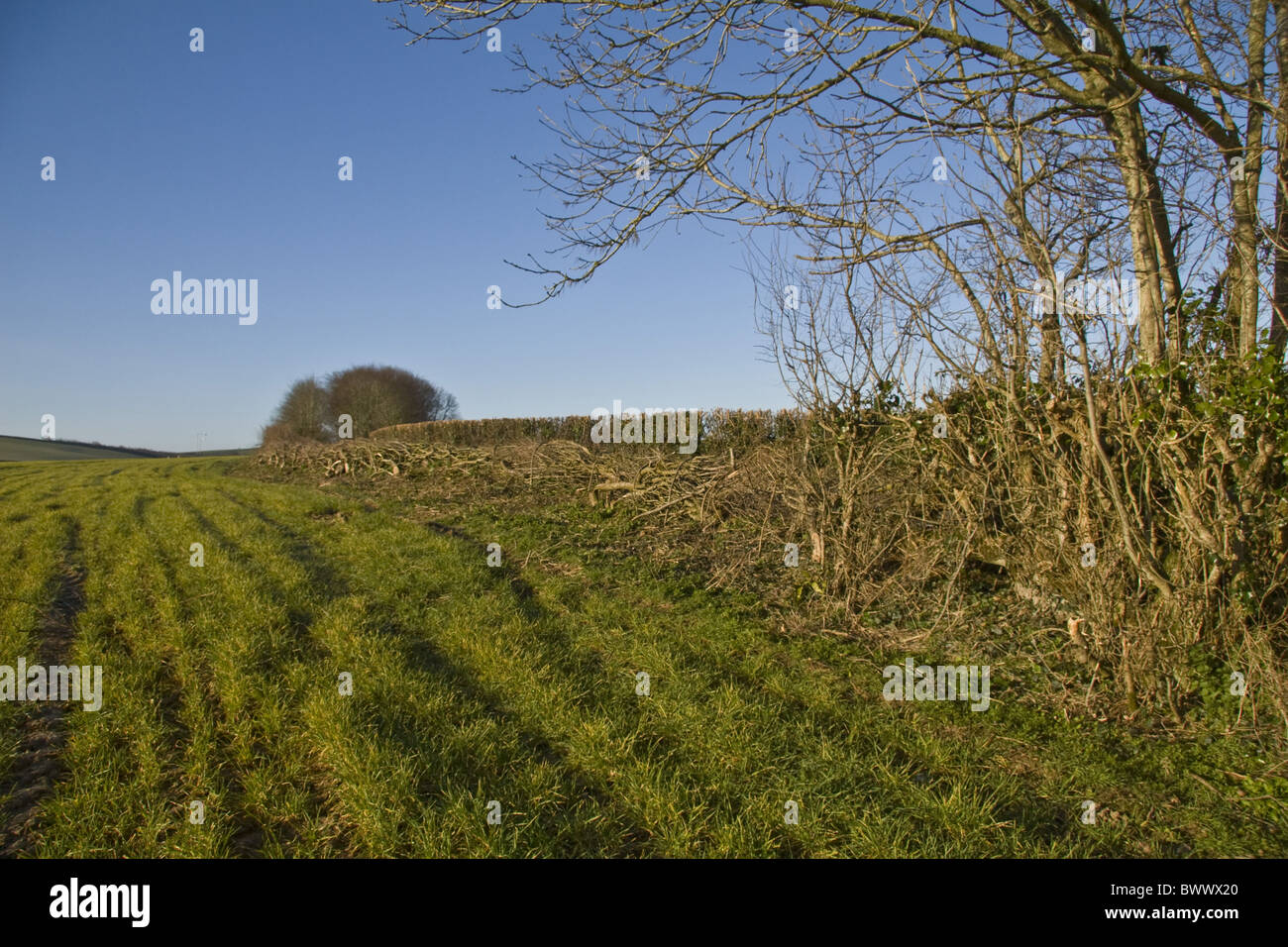 Hedge New Hedges Laid Laying Recently Farmer Farm Farms Field Fields ...