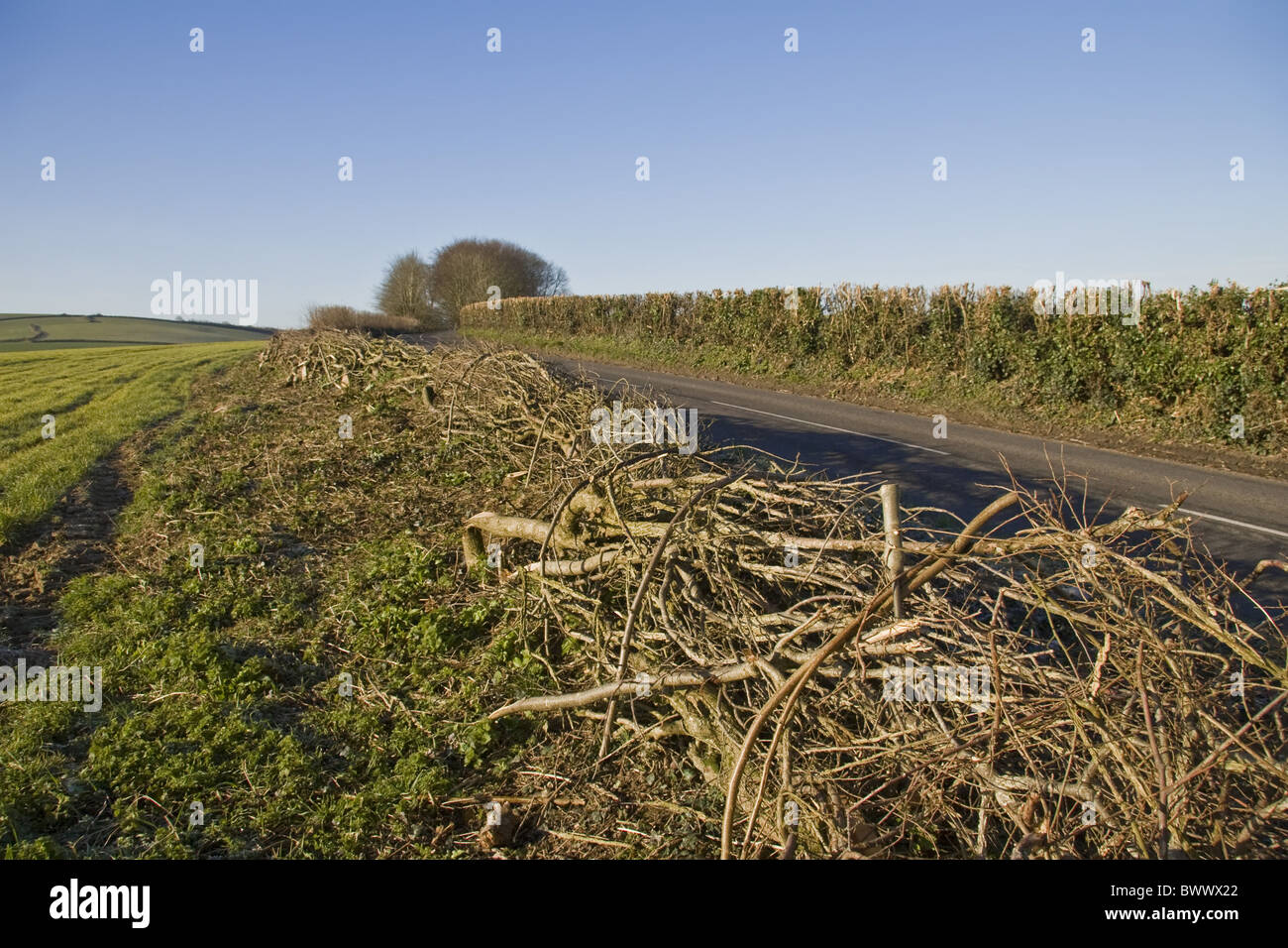 Hedge New Hedges Laid Laying Recently Farmer Farm Farms Field Fields ...