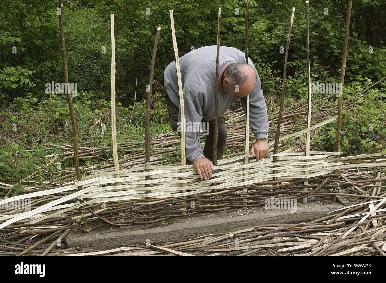 Hurdle making hurdle maker building up hazel Stock Photo - Alamy
