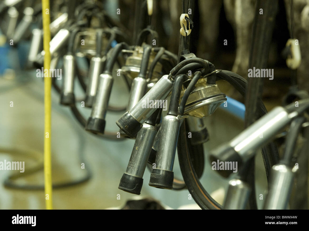 milking milk dairy Holstein cows farm farms farming cattle cow cows ...