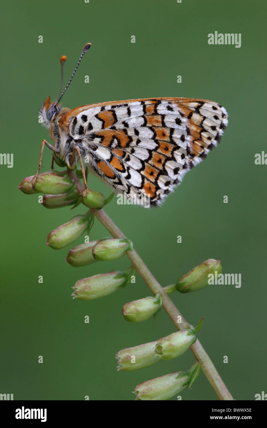 animal animals butterfly butterflies insect insects invertebrate ...