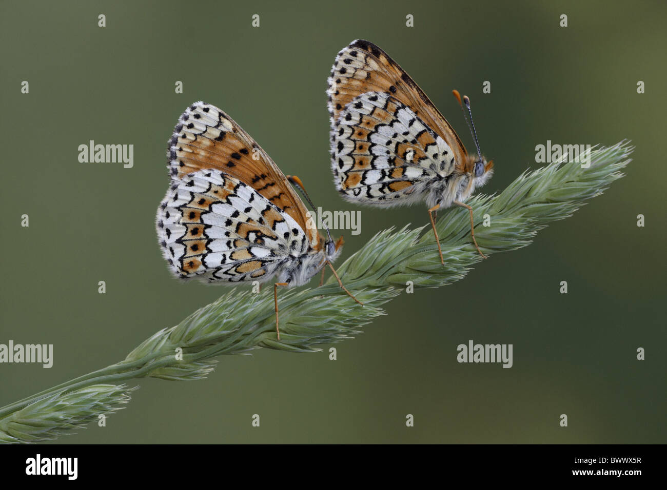 animal animals butterfly butterflies insect insects invertebrate ...