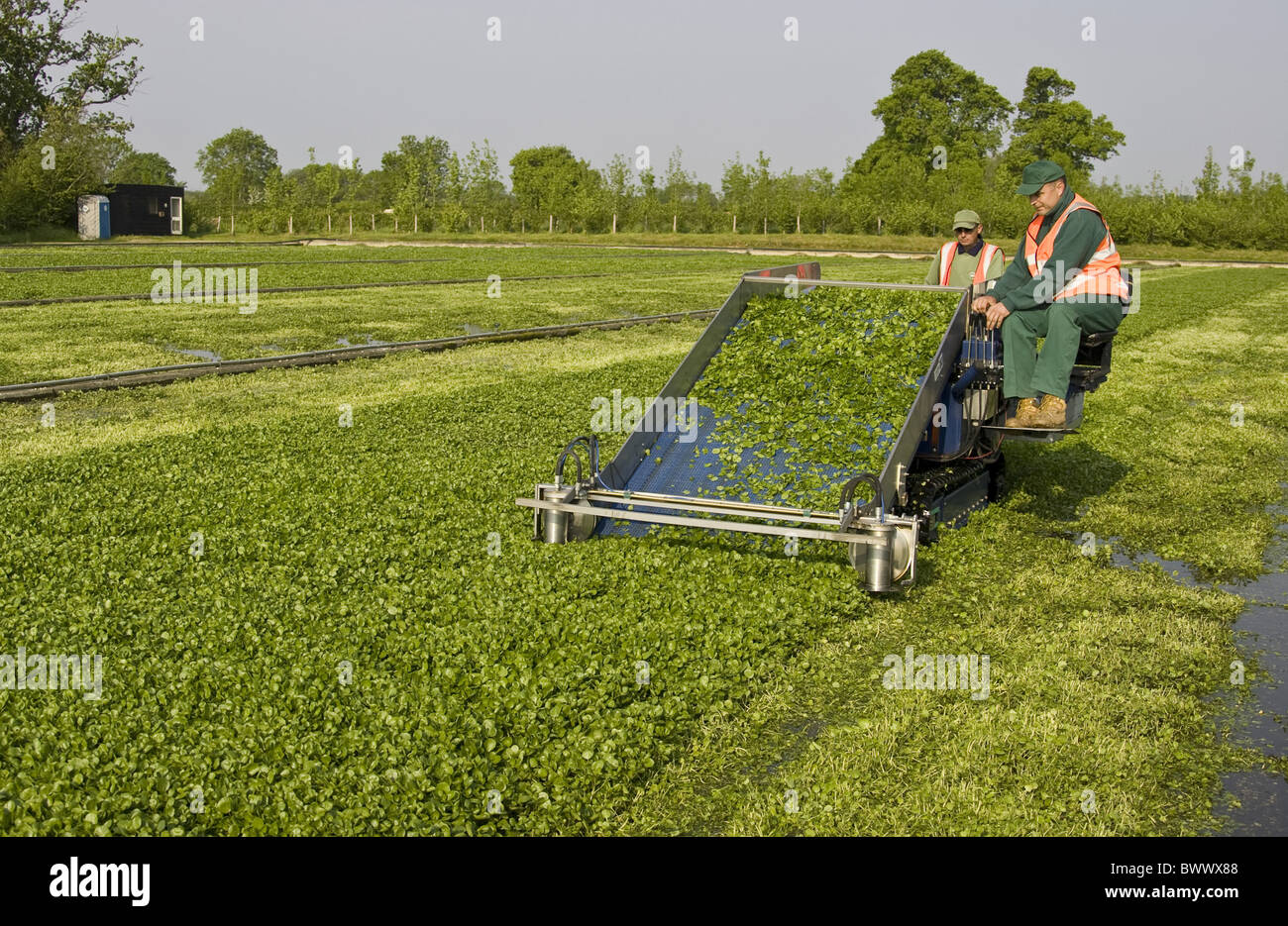 Agriculture Agricultural Agricultures Aquatic Aquaticum Bed Beds ...