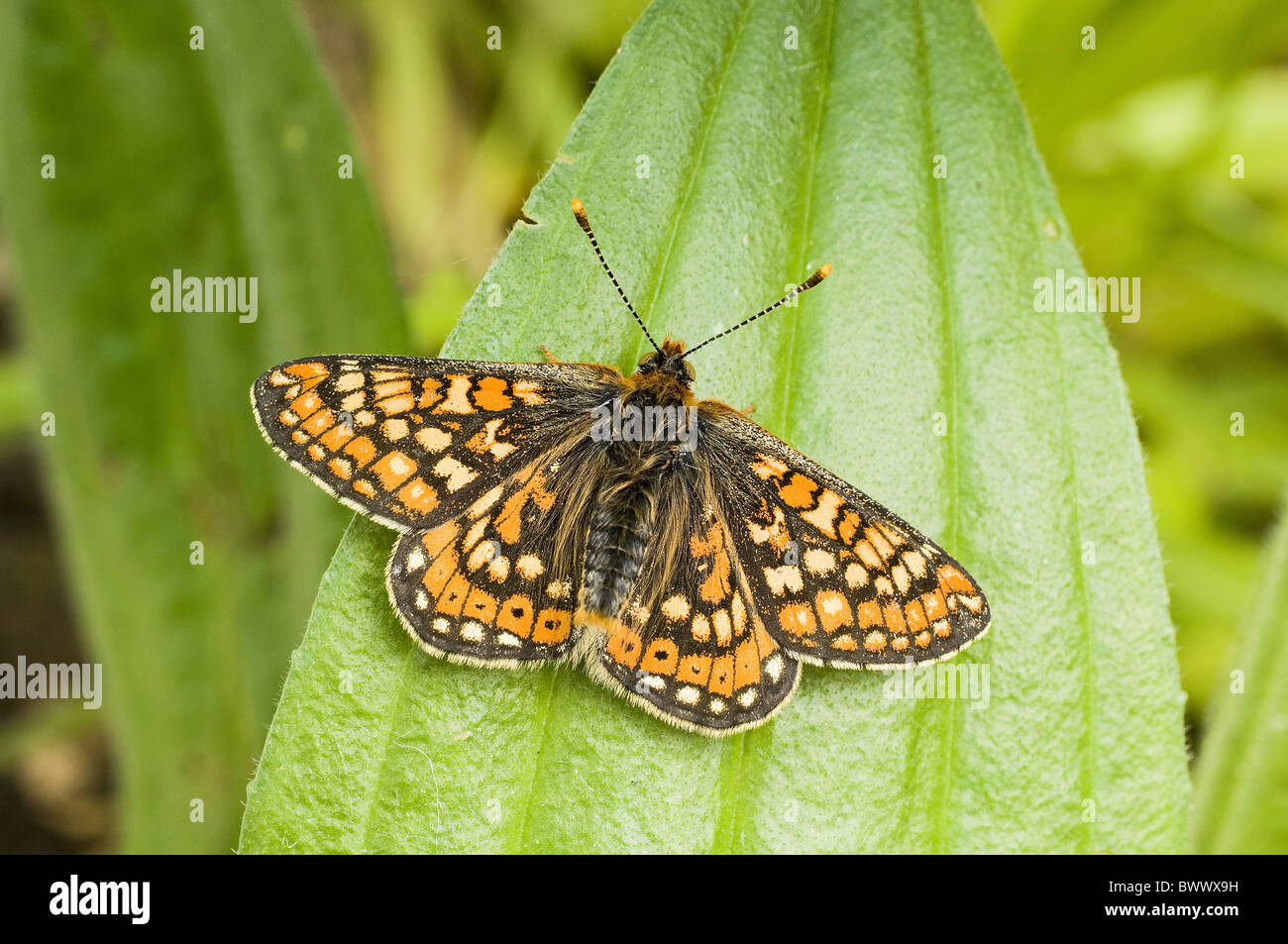 animal animals butterfly butterflies insect insects invertebrate ...