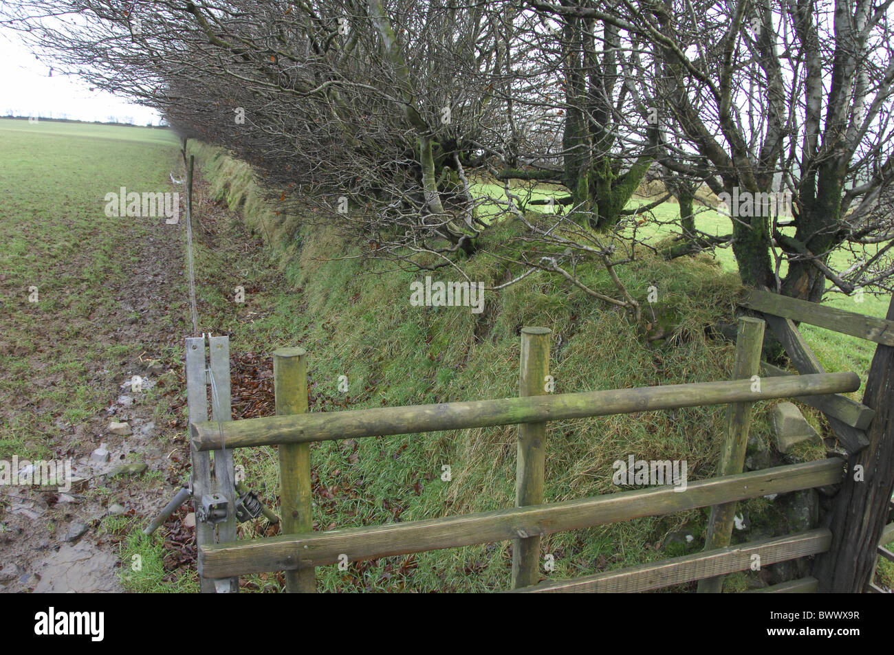 Hedgerow wall with hedge top protected by fencing Stock Photo - Alamy