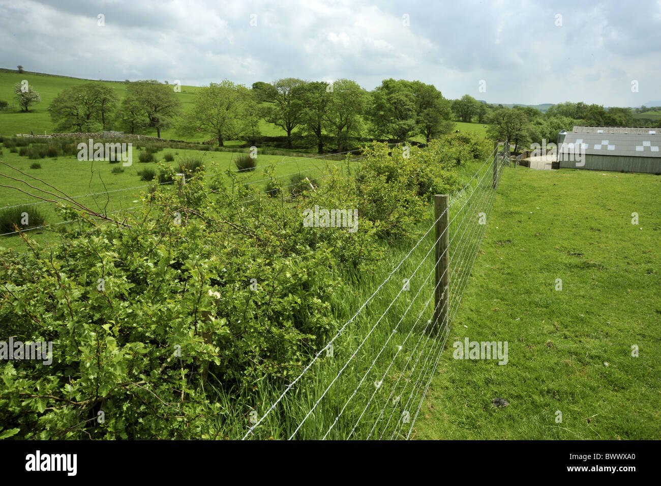 Newly planted hawthorn hedge protected by wire Stock Photo - Alamy