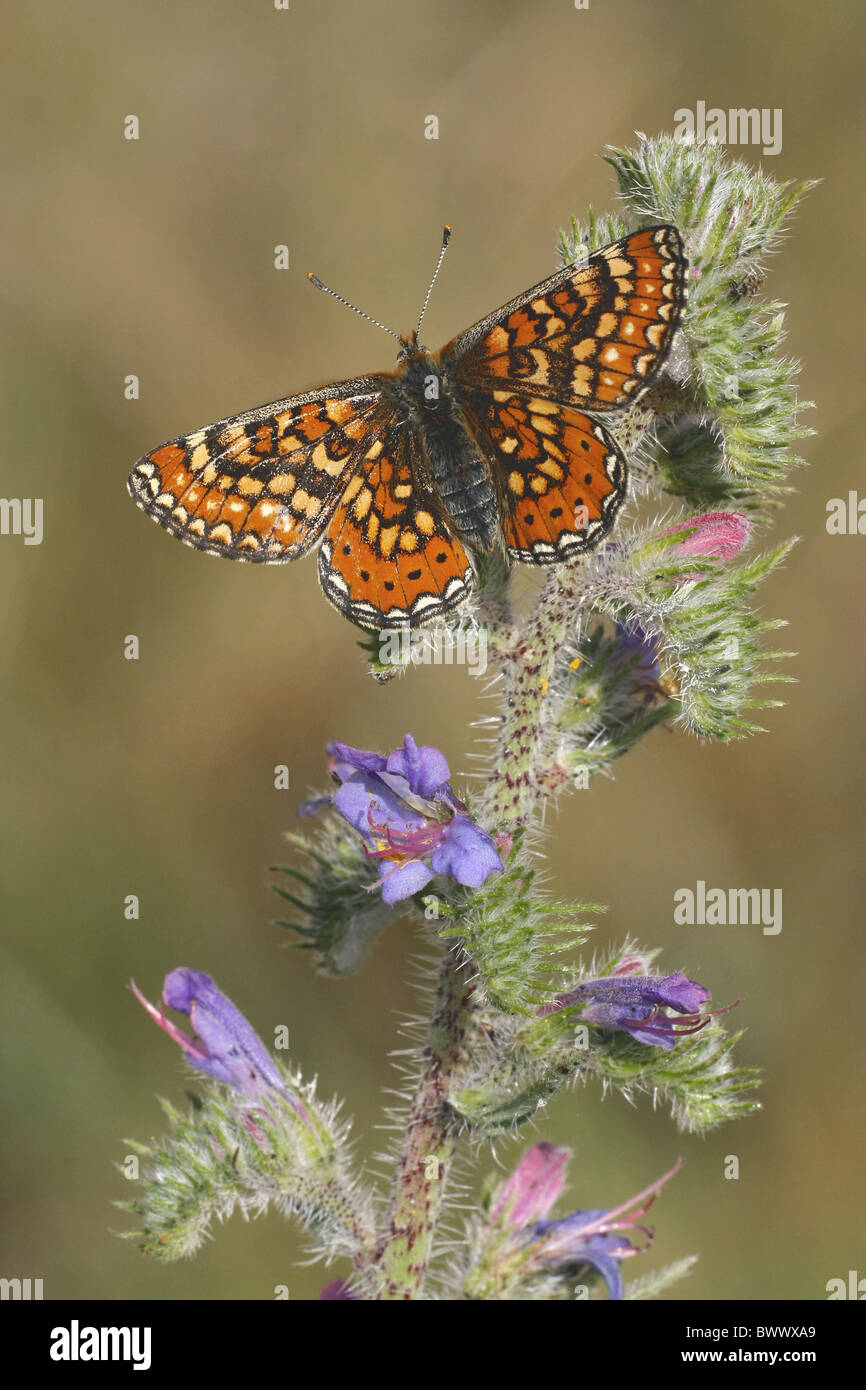 animal animals butterfly butterflies insect insects invertebrate ...