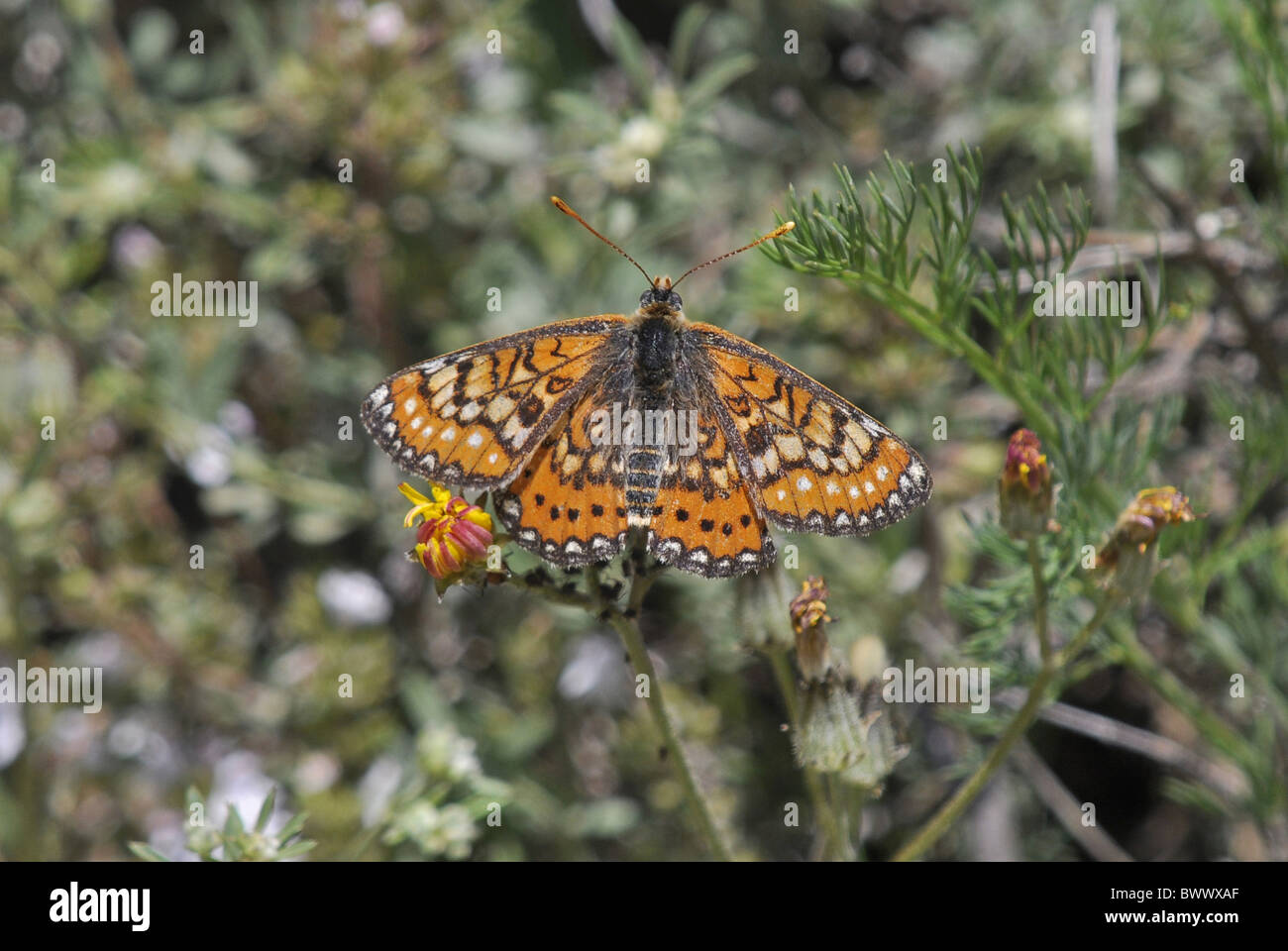 insect butterfly fritillary pyrenees spain animal animals butterfly ...