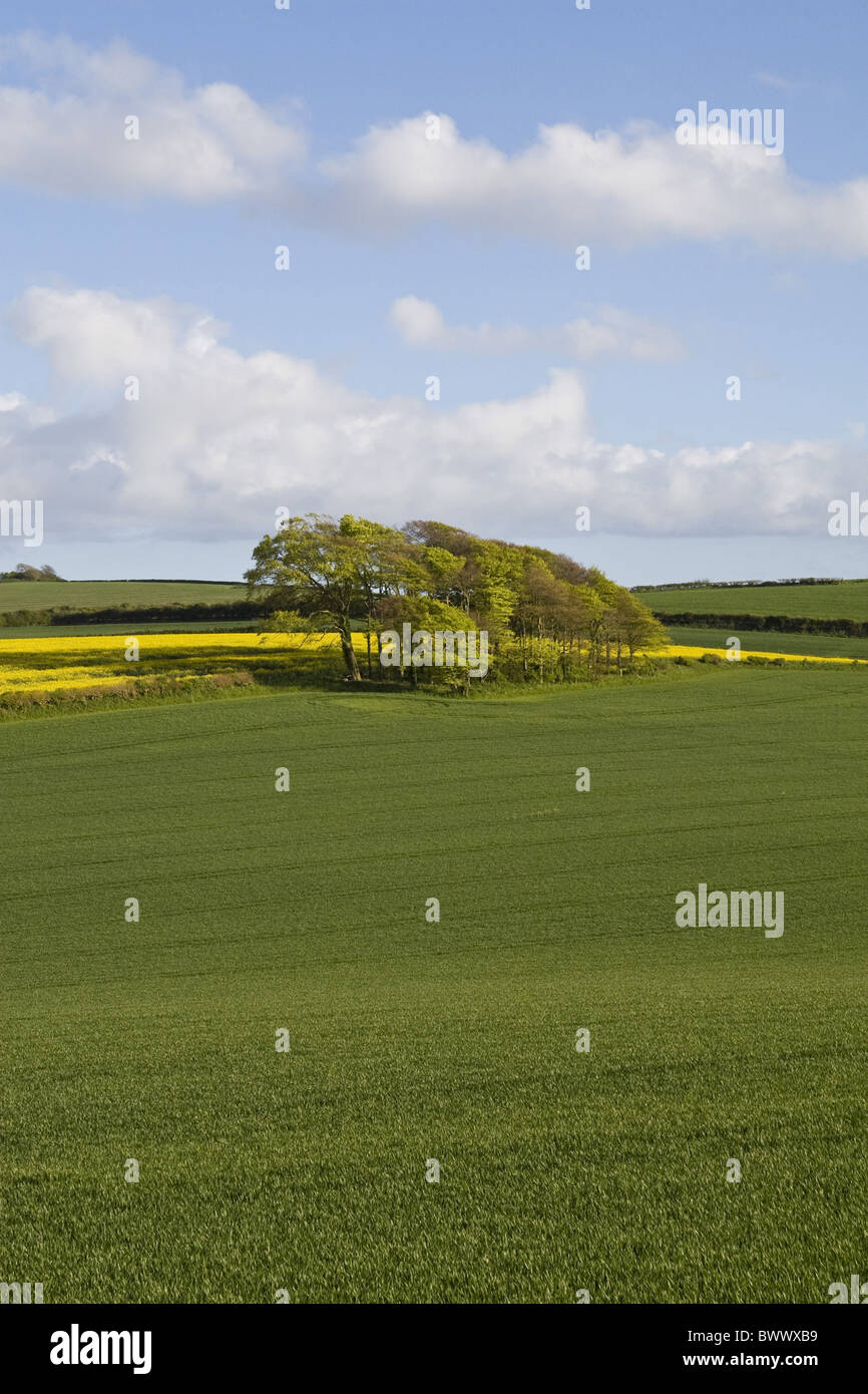 britain british england english farm farms farming cereal cereals wood ...