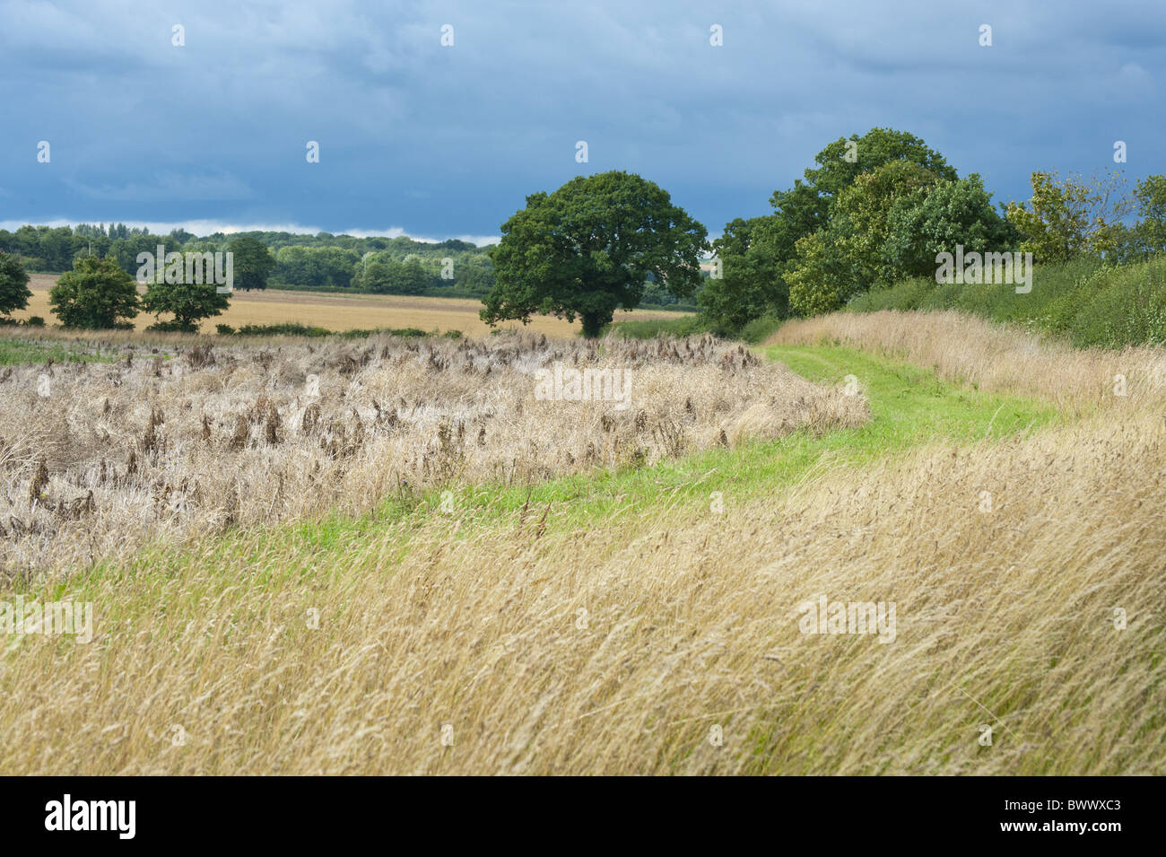 Grass margin edge set-aside field Shifnal Stock Photo - Alamy