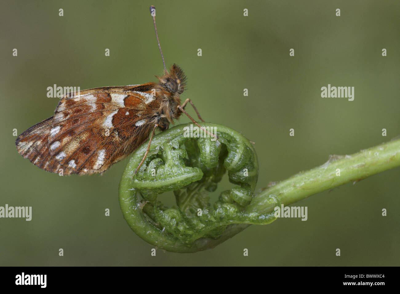 animal animals butterfly butterflies insect insects invertebrate ...