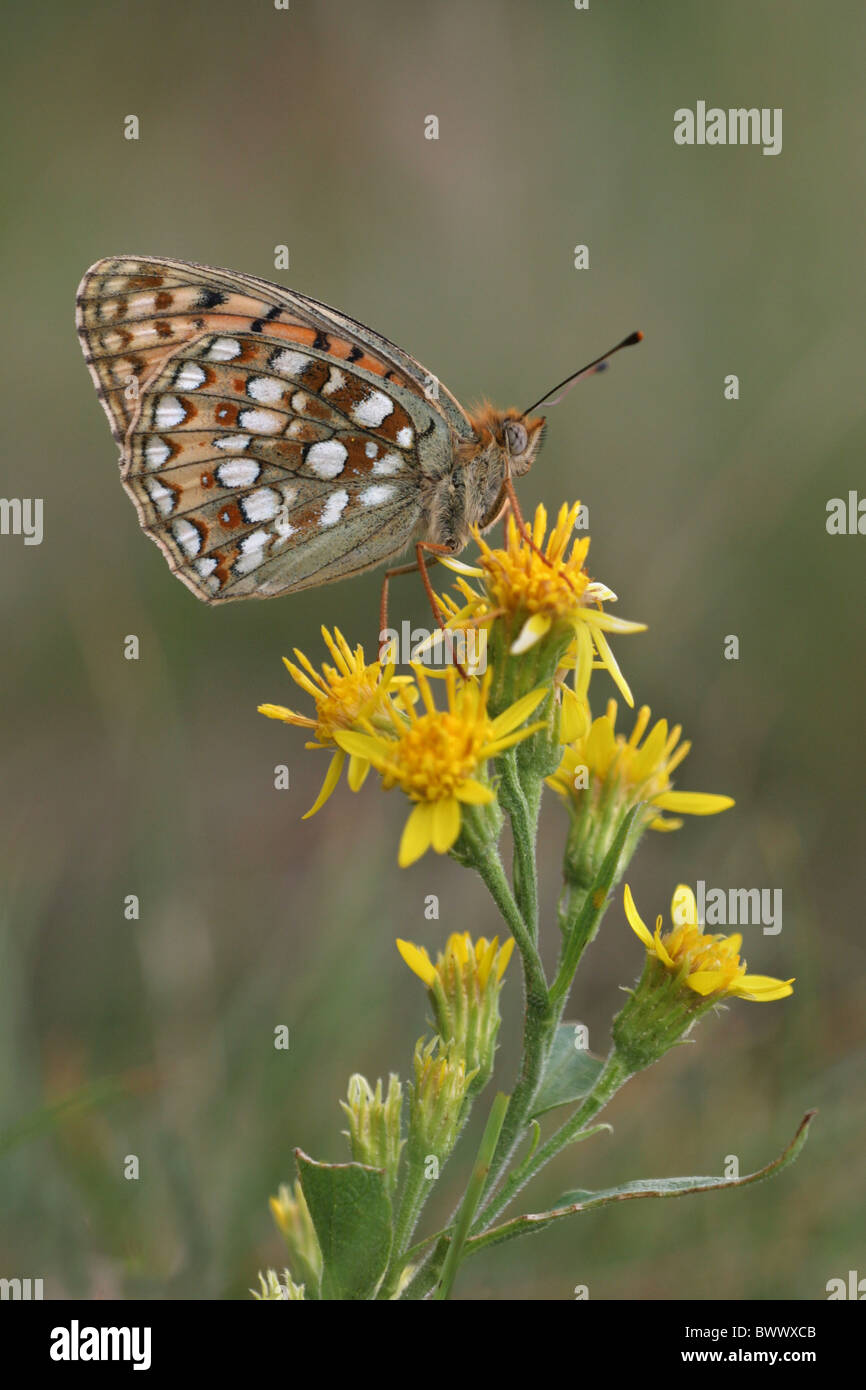 animal animals butterfly butterflies insect insects invertebrate ...