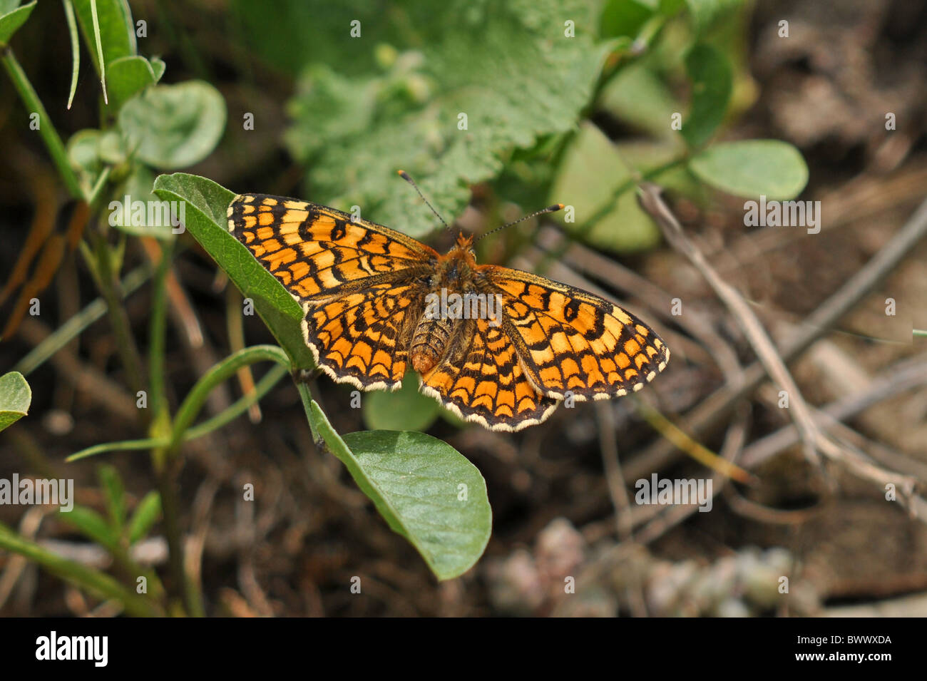 insect butterfly fritillary male pyrenees spain animal animals ...