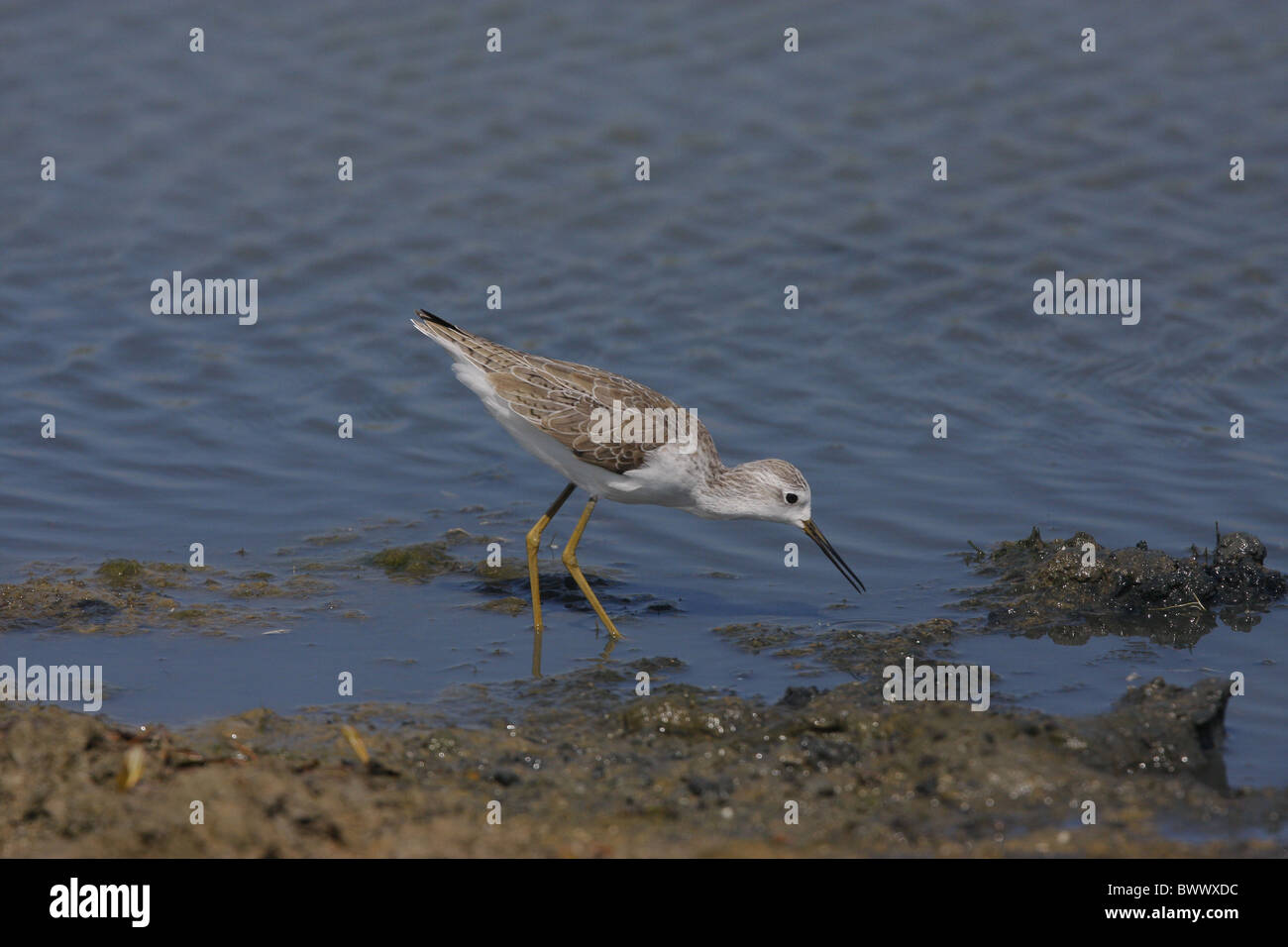 Marsh Sandpiper (Tringa stagnatilis) adult, feeding in shallow water ...