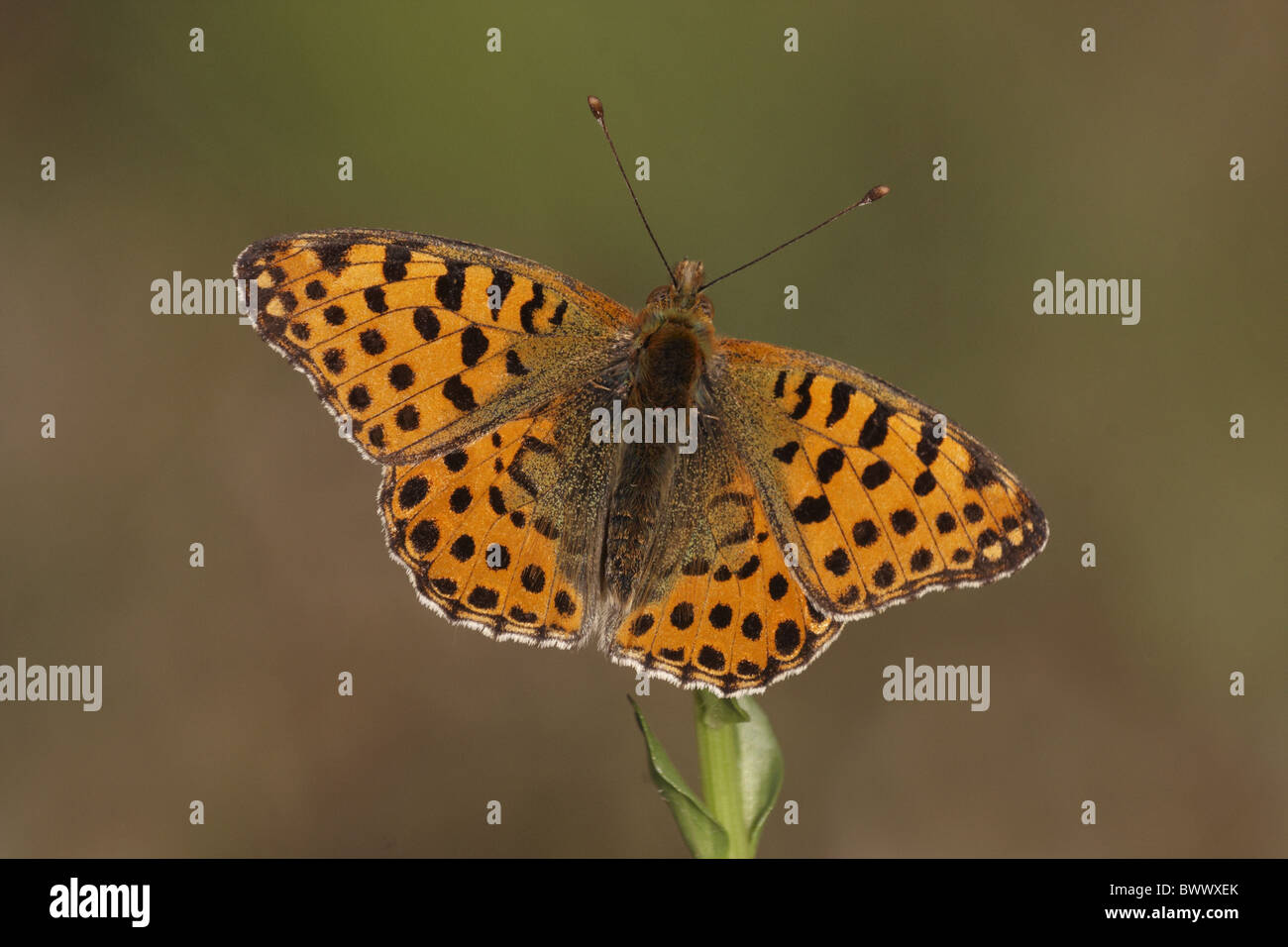 animal animals butterfly butterflies insect insects invertebrate ...