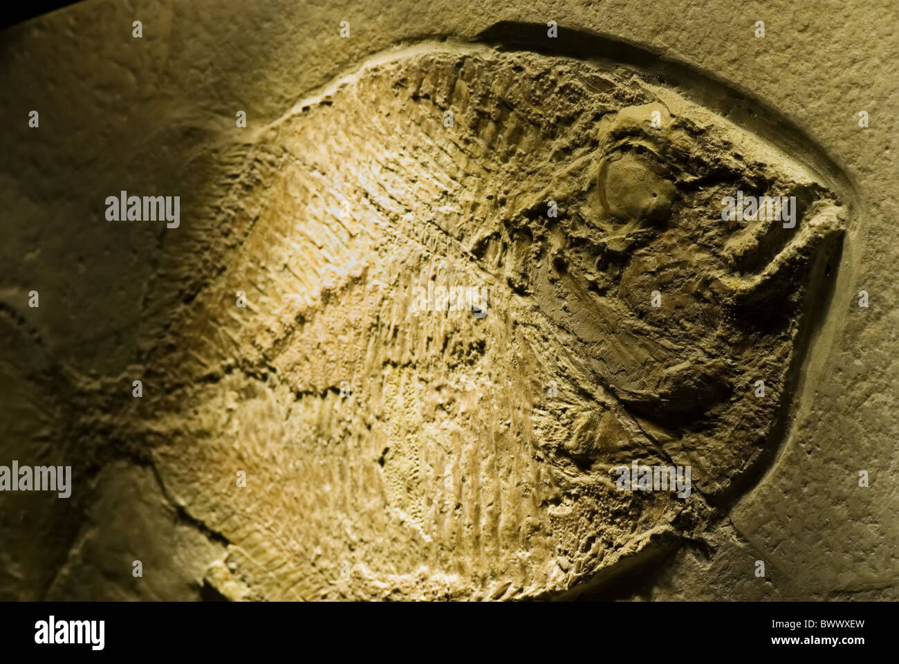 Prehistoric fish hi-res stock photography and images - Alamy