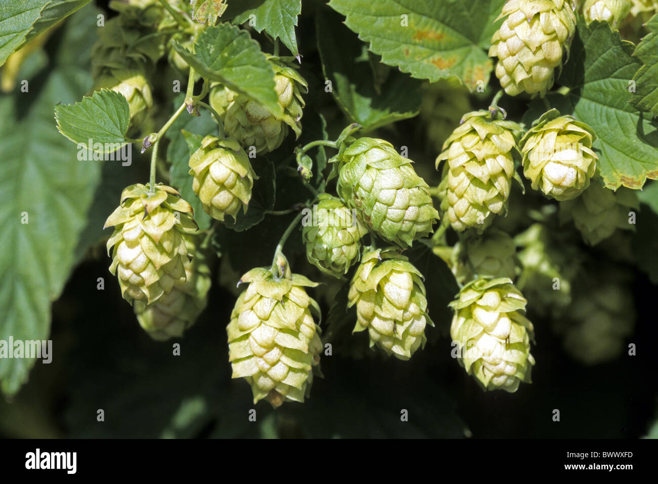 Common Hop (Humulus lupulus), female flower, hops Stock Photo - Alamy