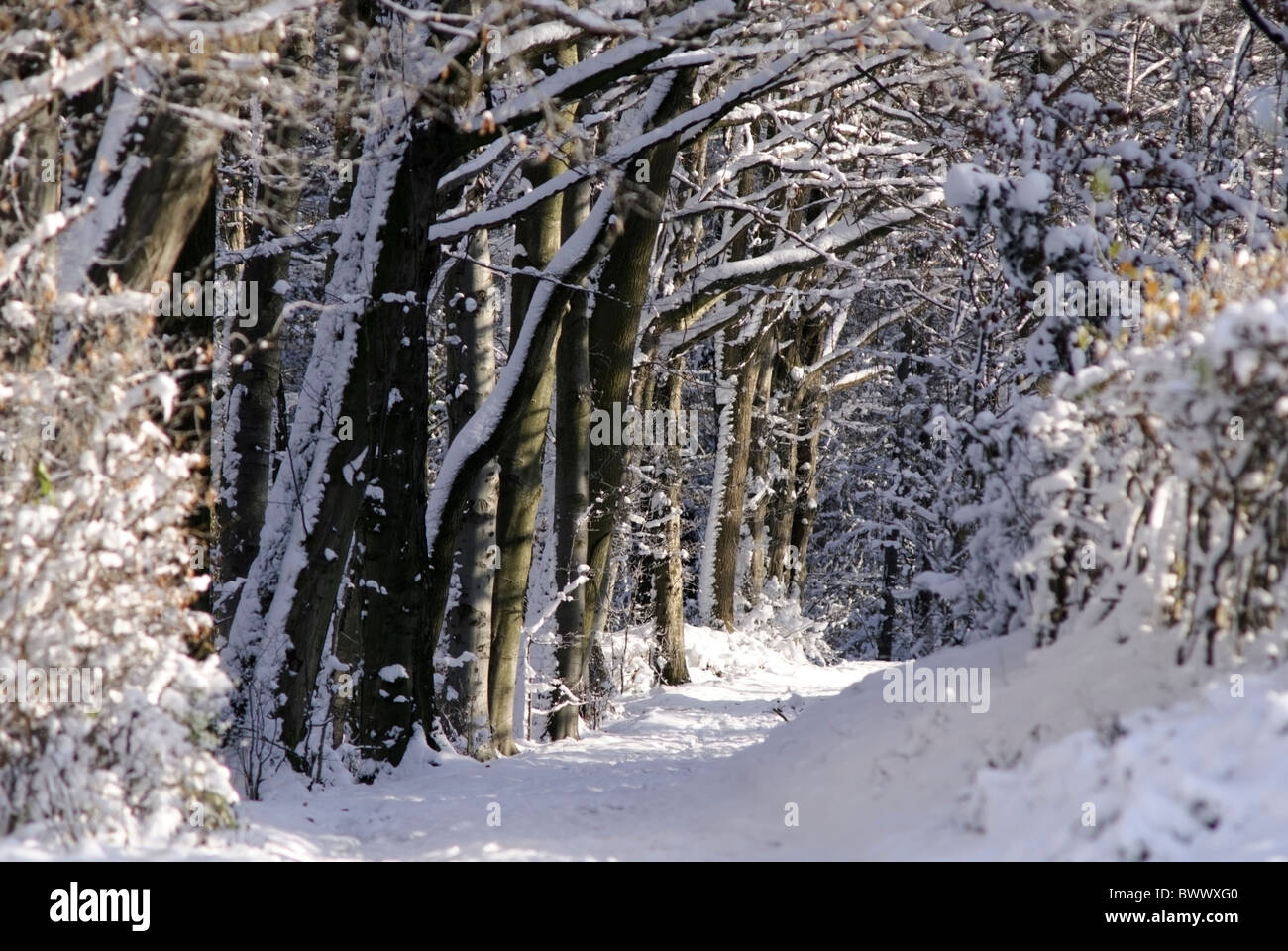 Forest path in winter Stock Photo - Alamy