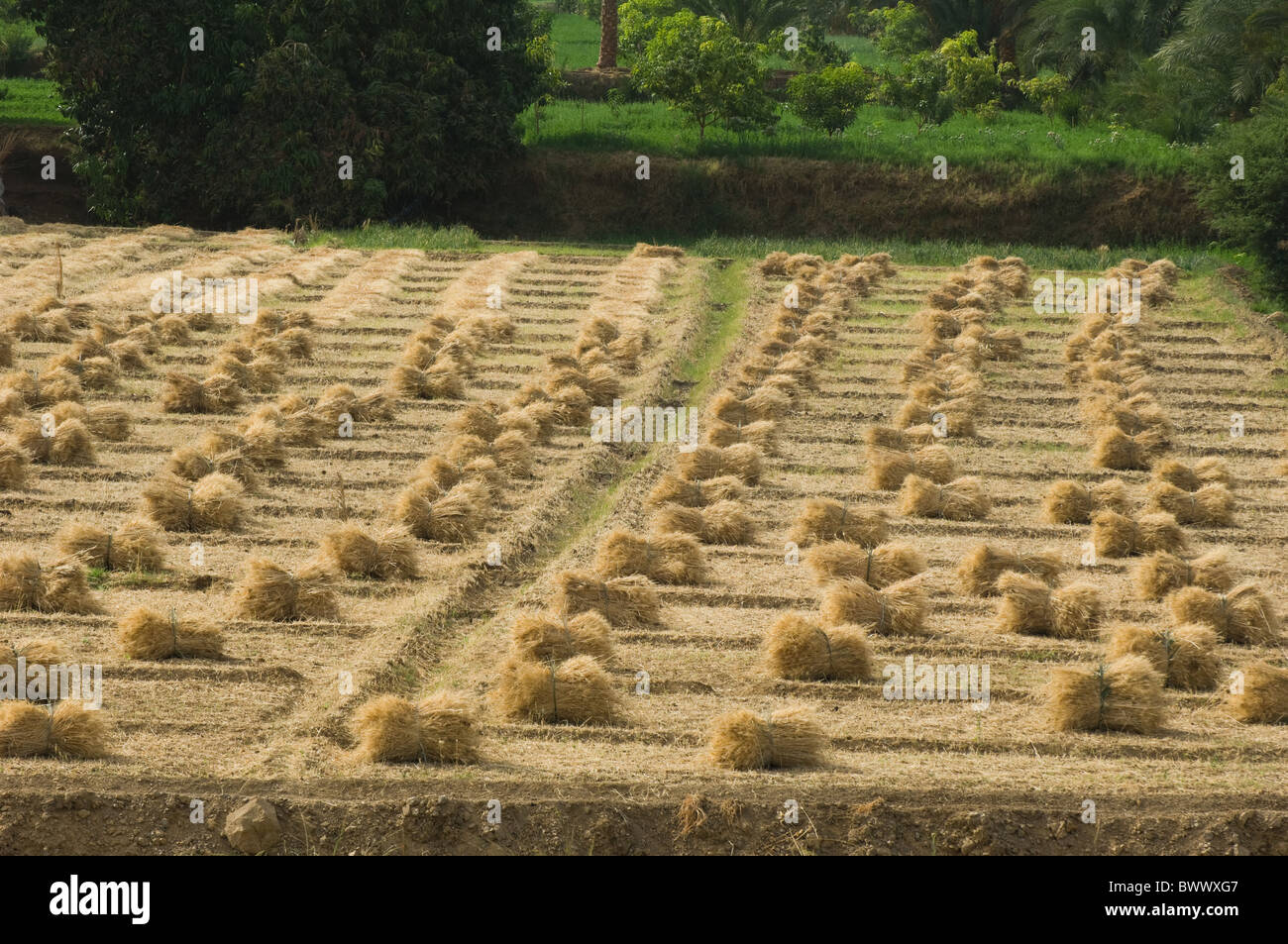 Harvested wheat crop stooks field riverbank River Stock Photo - Alamy