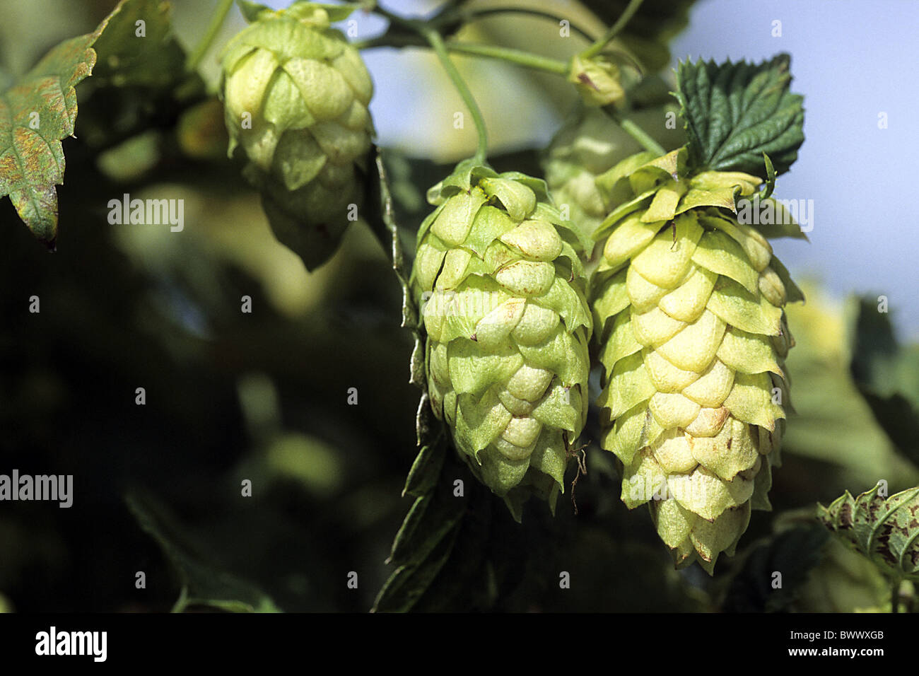 Common Hop (Humulus lupulus), female flower, hops Stock Photo - Alamy