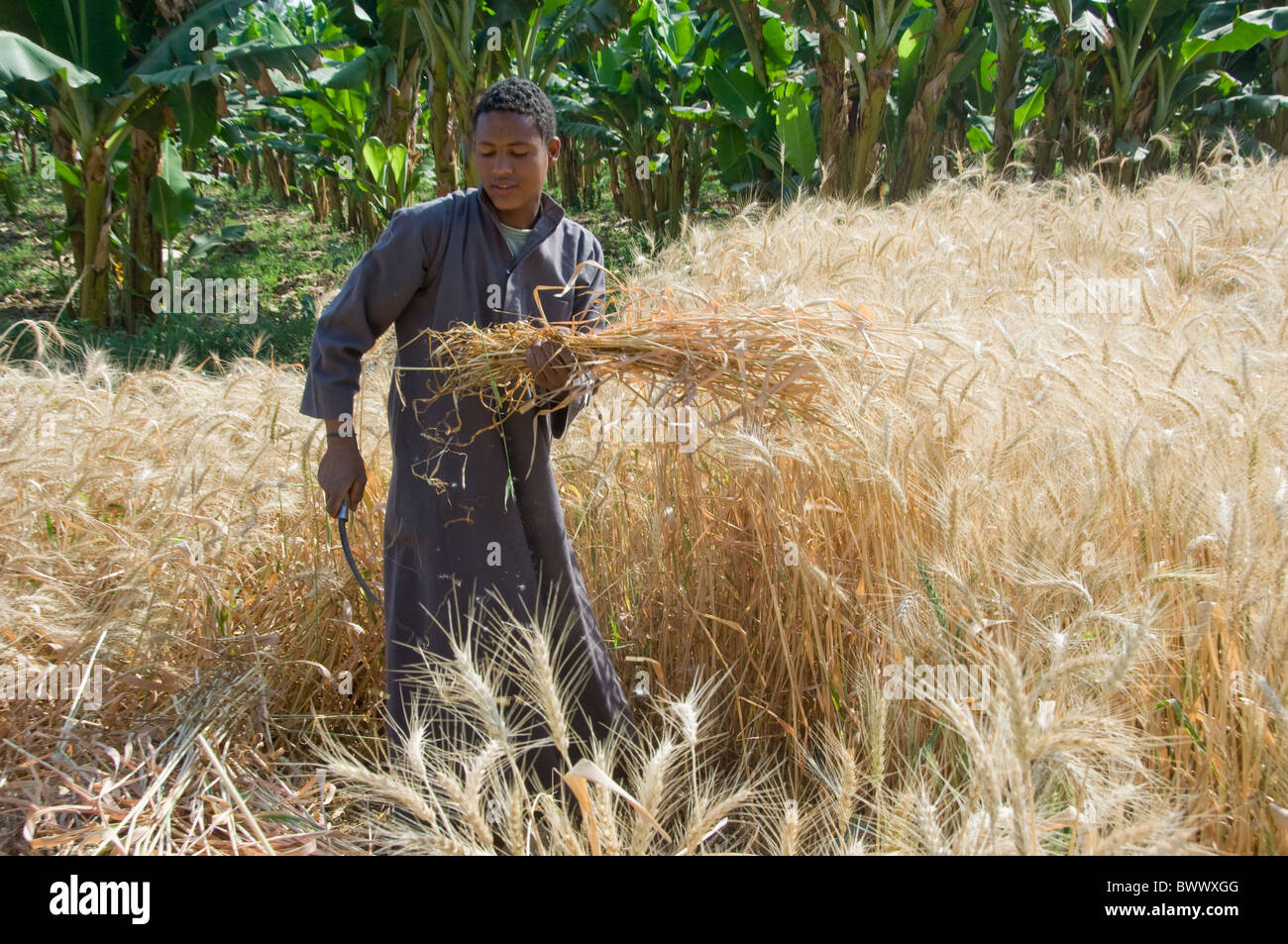 Grain sickle hi-res stock photography and images - Alamy