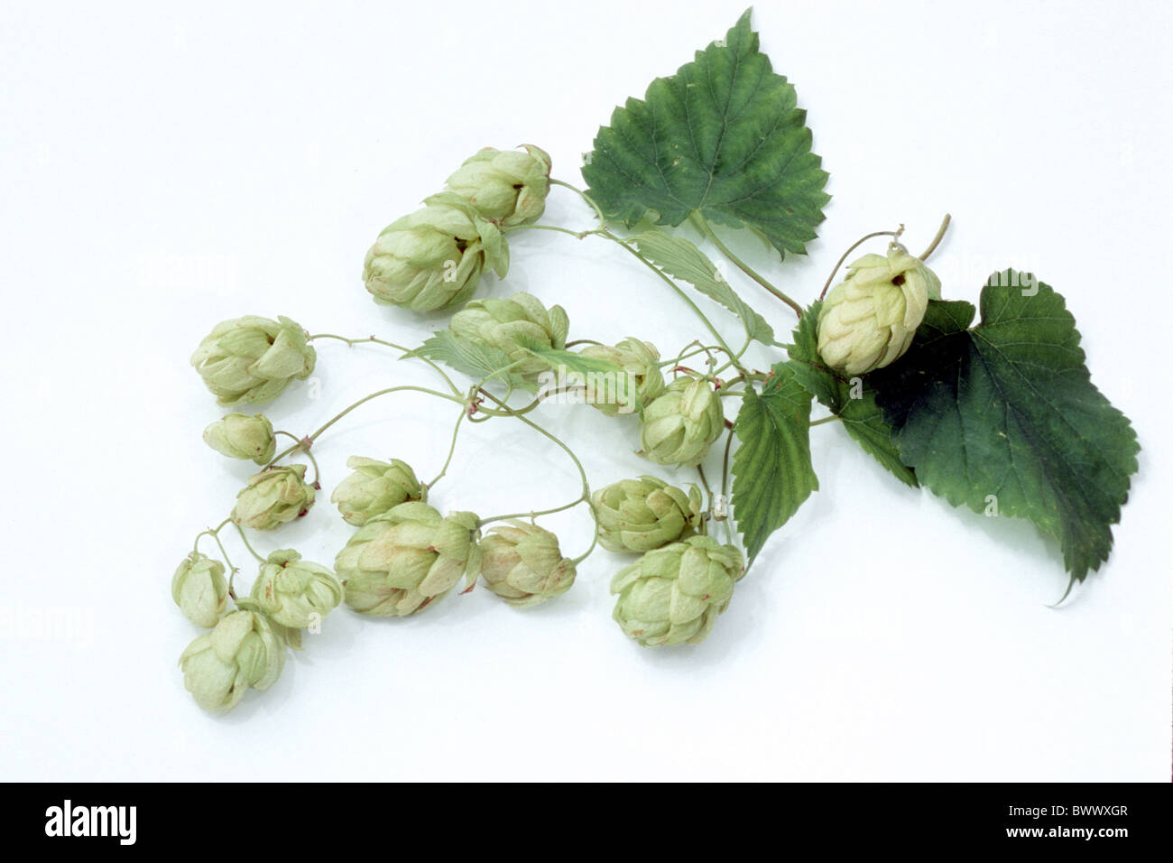 Common Hop (Humulus lupulus), tendril with leaves and fruit, studio ...