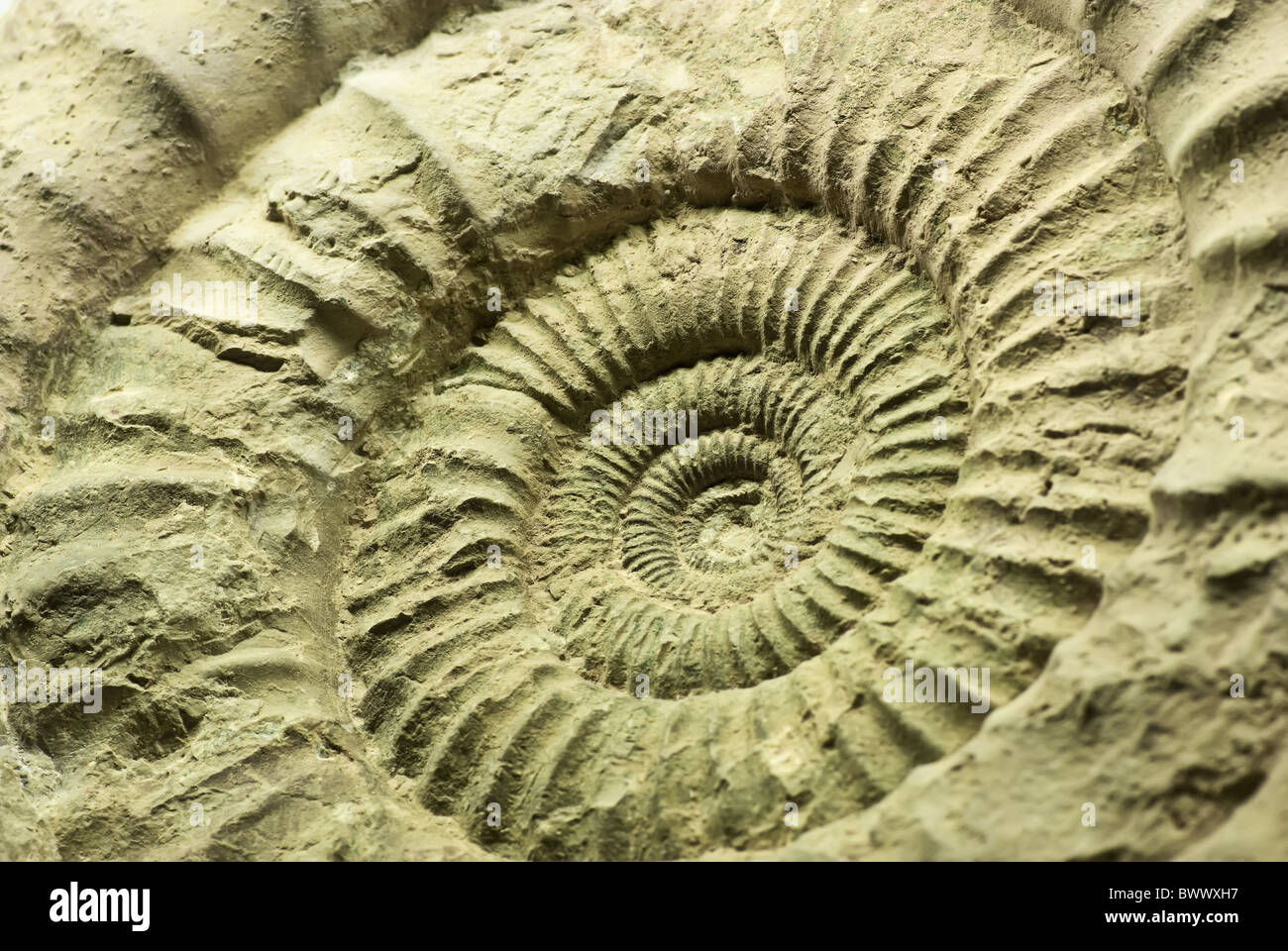 Fossil nautilus hi-res stock photography and images - Alamy