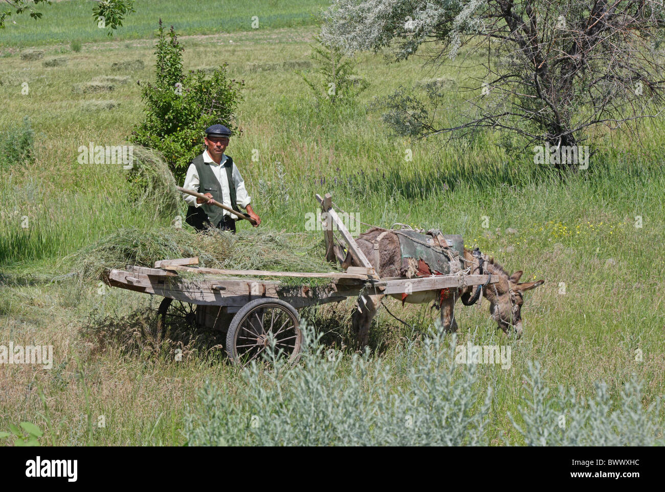 farm farms farming hay grass grasses crop crops agriculture ...