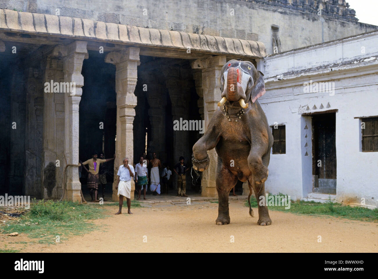 Decorated elephant rearing up before going on procession devoted to ...