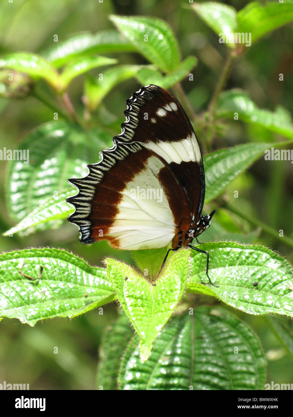 animal animals butterfly butterflies insect insects invertebrate ...