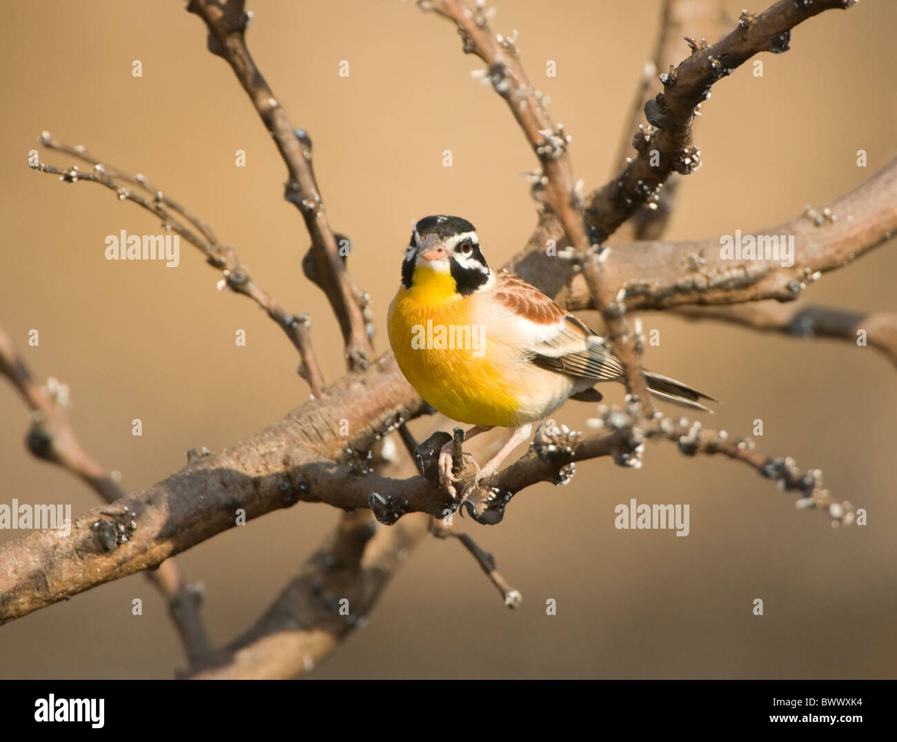 Golden-Breasted Bunting Emberiza flaviventris Kruger National Park ...
