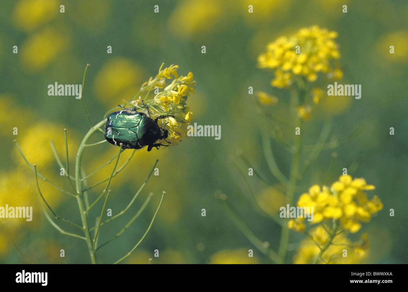 Silhouette beetle sunset sun hi-res stock photography and images - Alamy