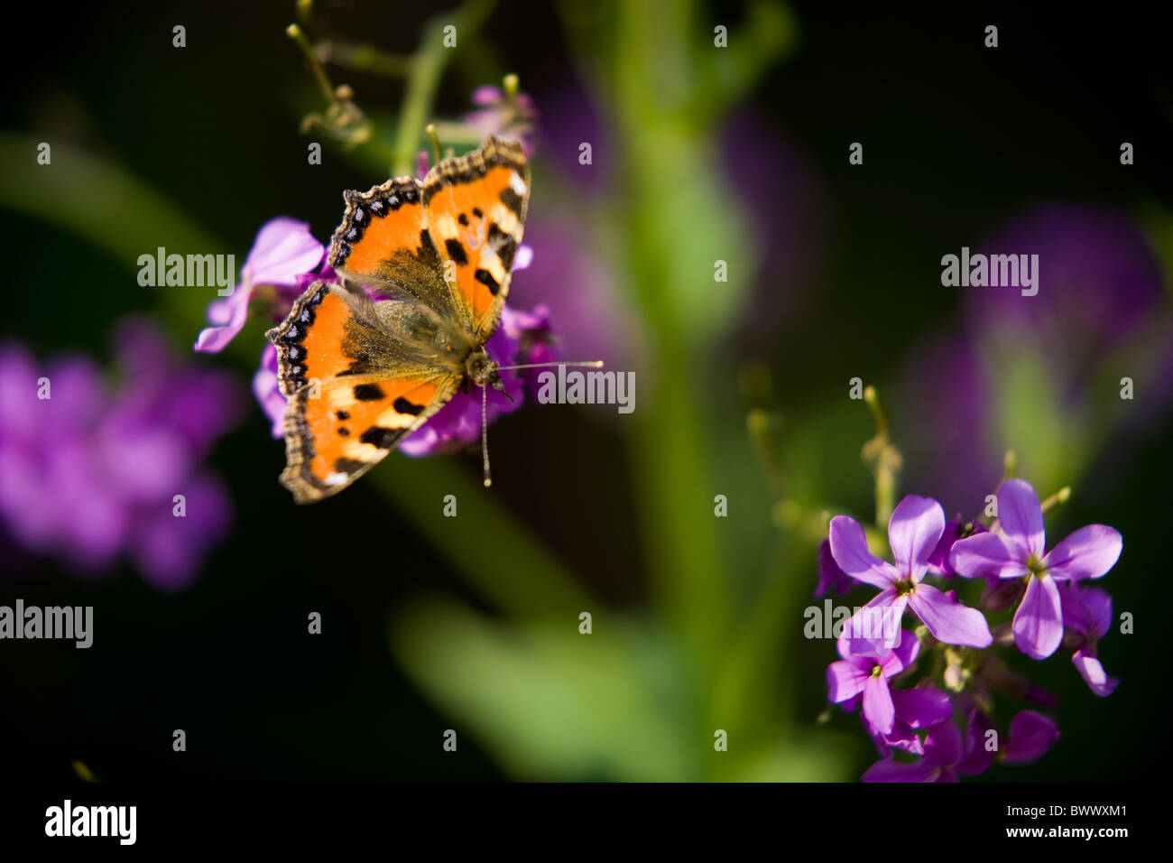 Side view butterfly hi-res stock photography and images - Alamy