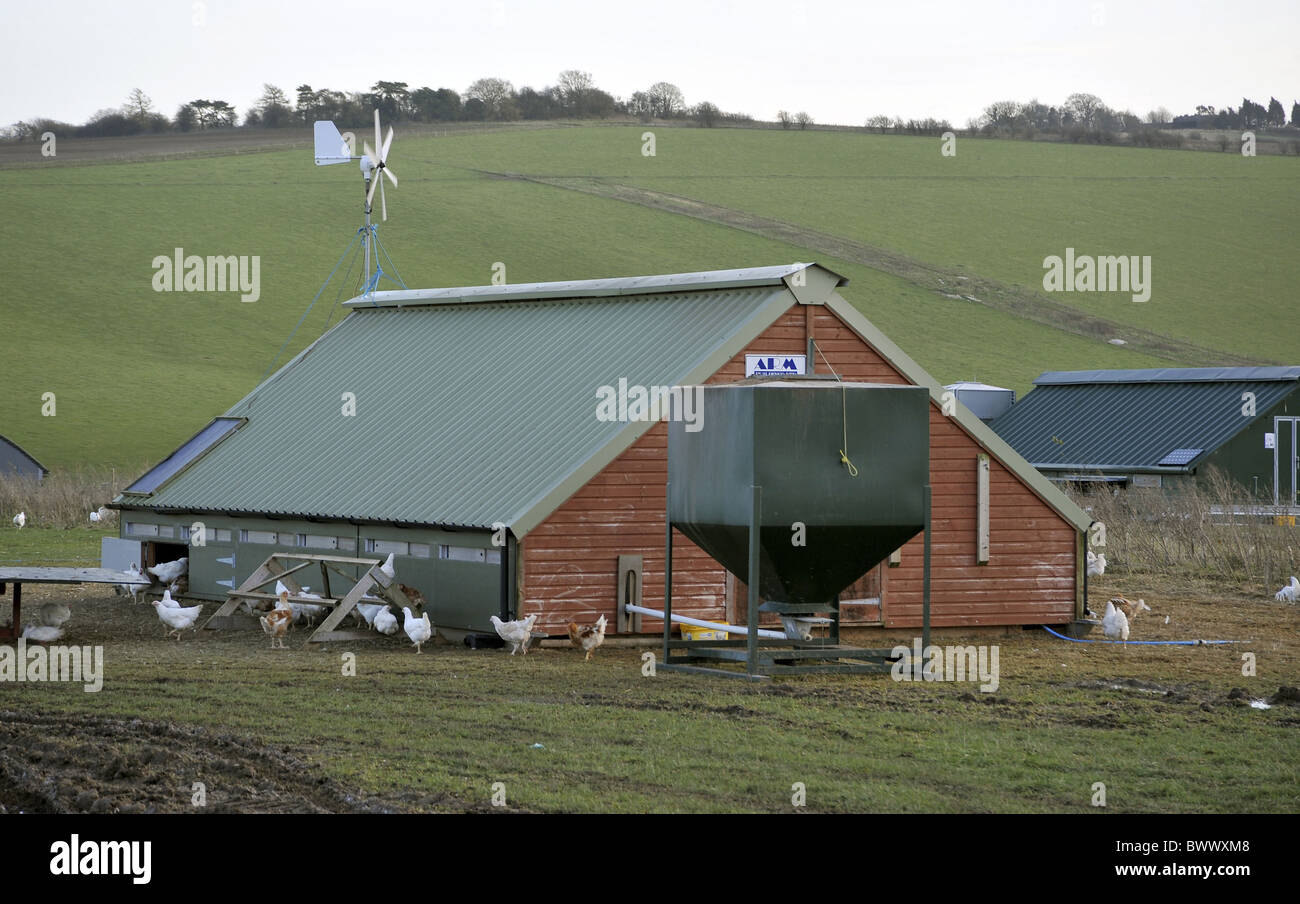 Broiler chicken house hi-res stock photography and images - Alamy