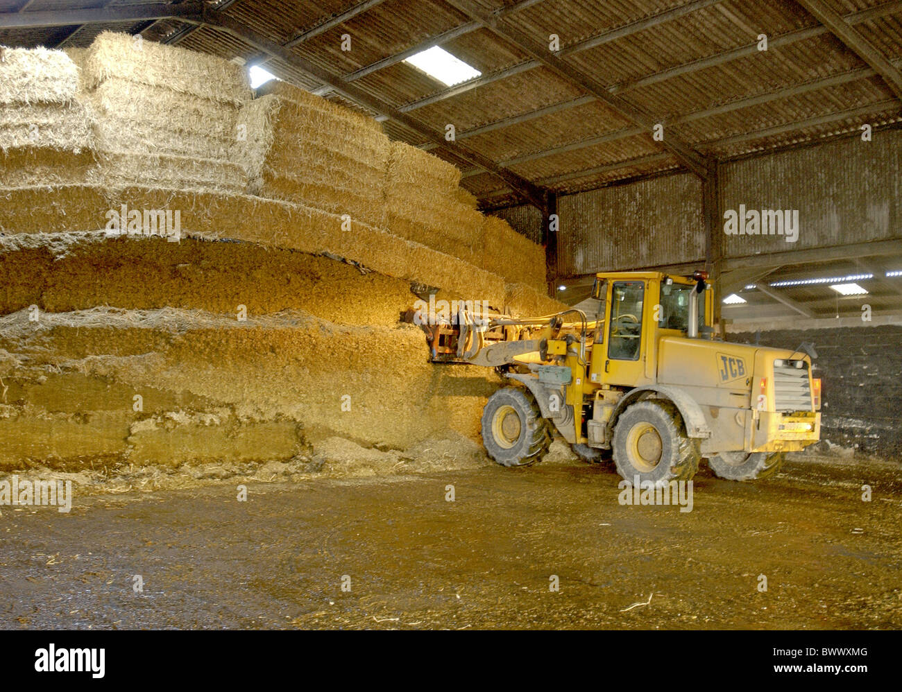 JCB loader indoor silage clamp with layer grass Stock Photo - Alamy