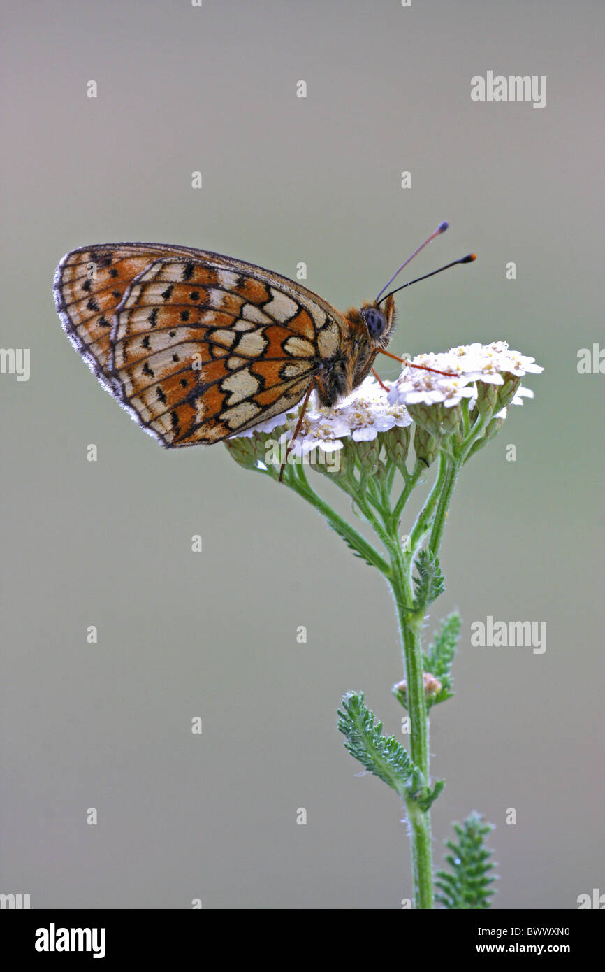 animal animals butterfly butterflies insect insects invertebrate ...