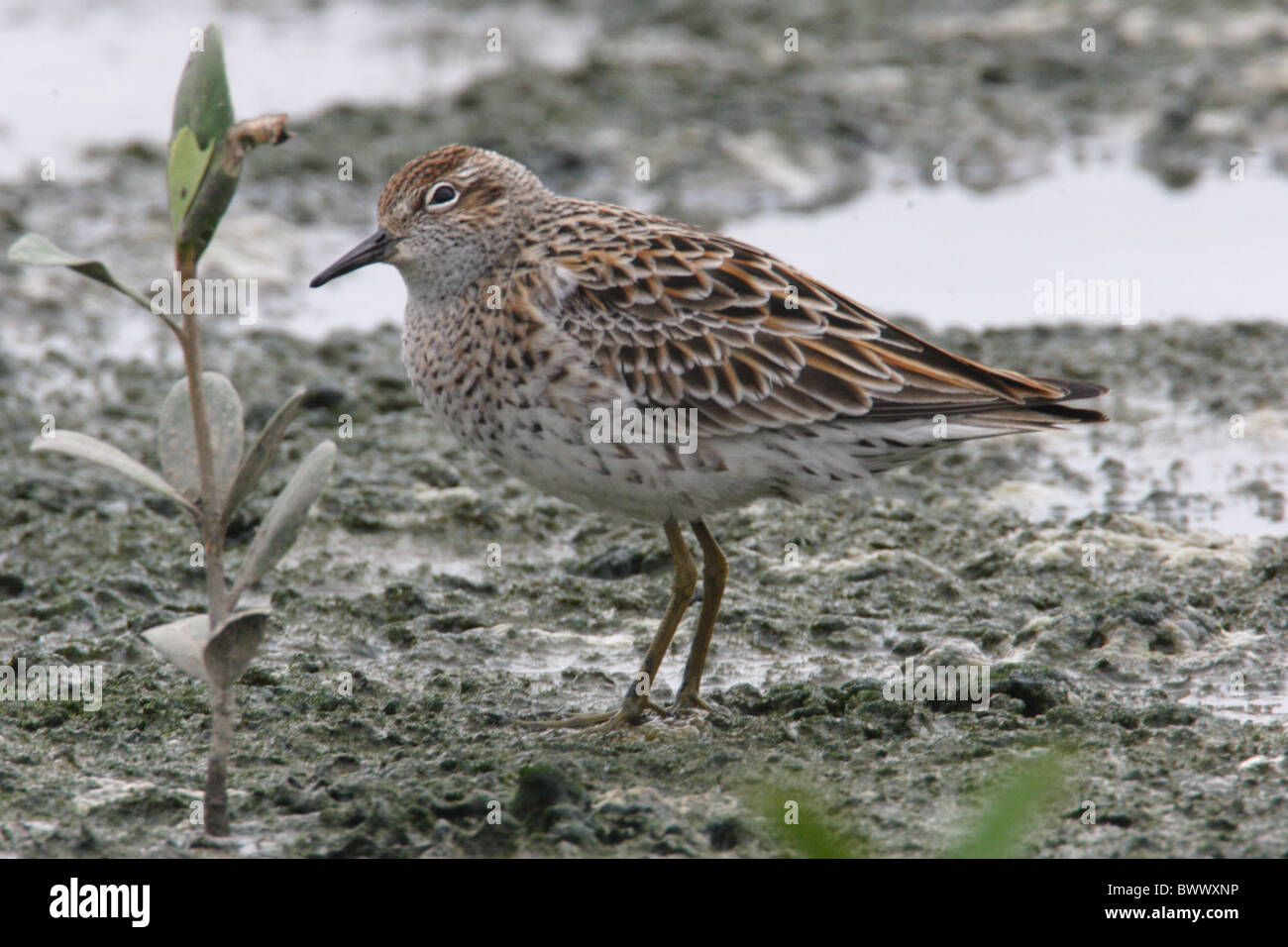 Sharp tailed Sandpiper Calidris acuminata Stock Photo - Alamy