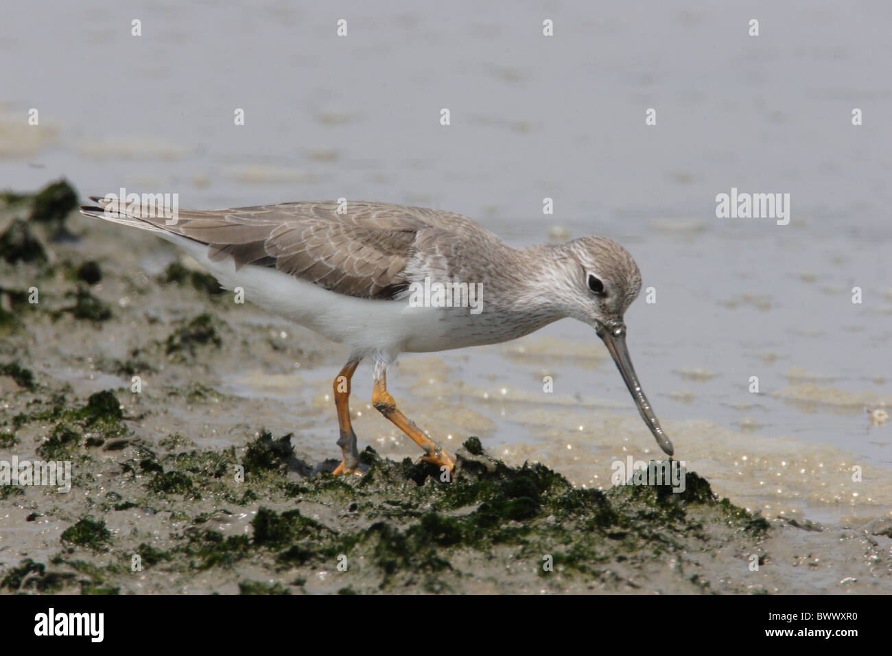 Terek Sandpiper (Xenus cinereus) adult, feeding on mudflat, Mai Po ...