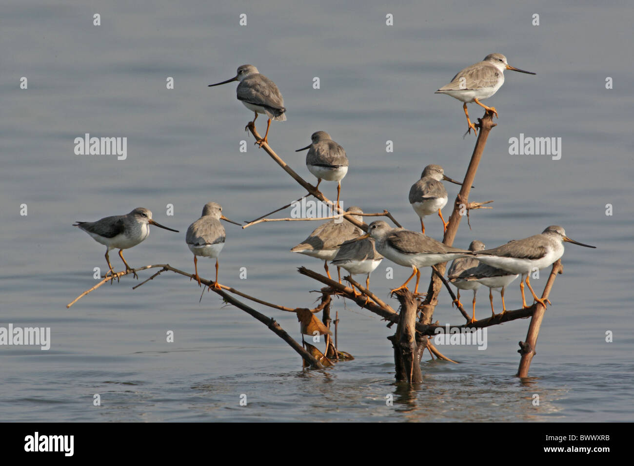 Terek Sandpiper (Xenus cinereus) flock, standing on branches in water ...