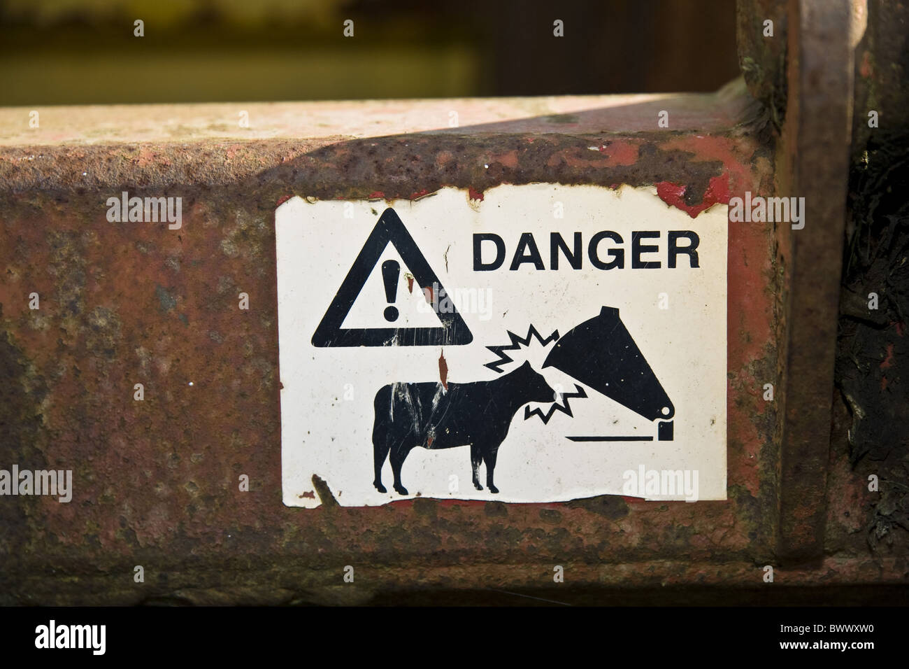 Animal Animals Beware Beware Signs Britain British Cattle Caution ...